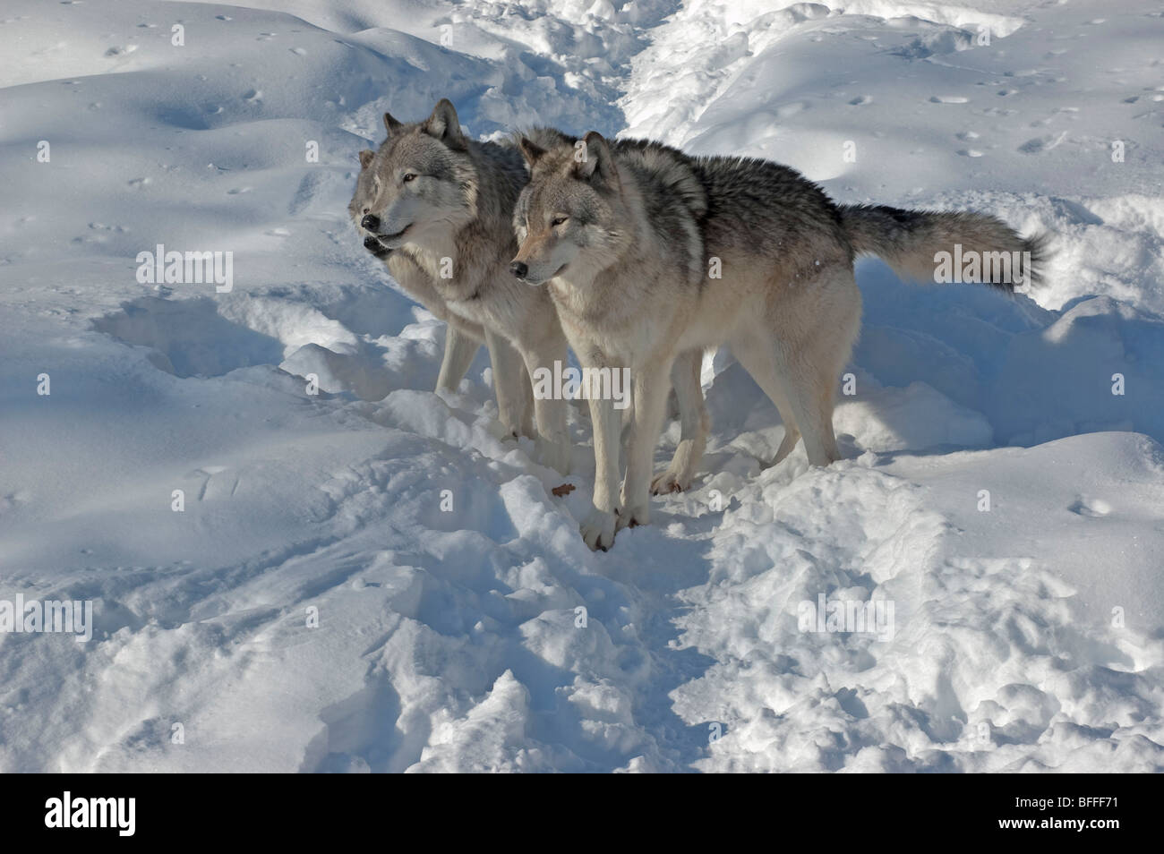 Timber wolves -Fotos und -Bildmaterial in hoher Auflösung – Alamy