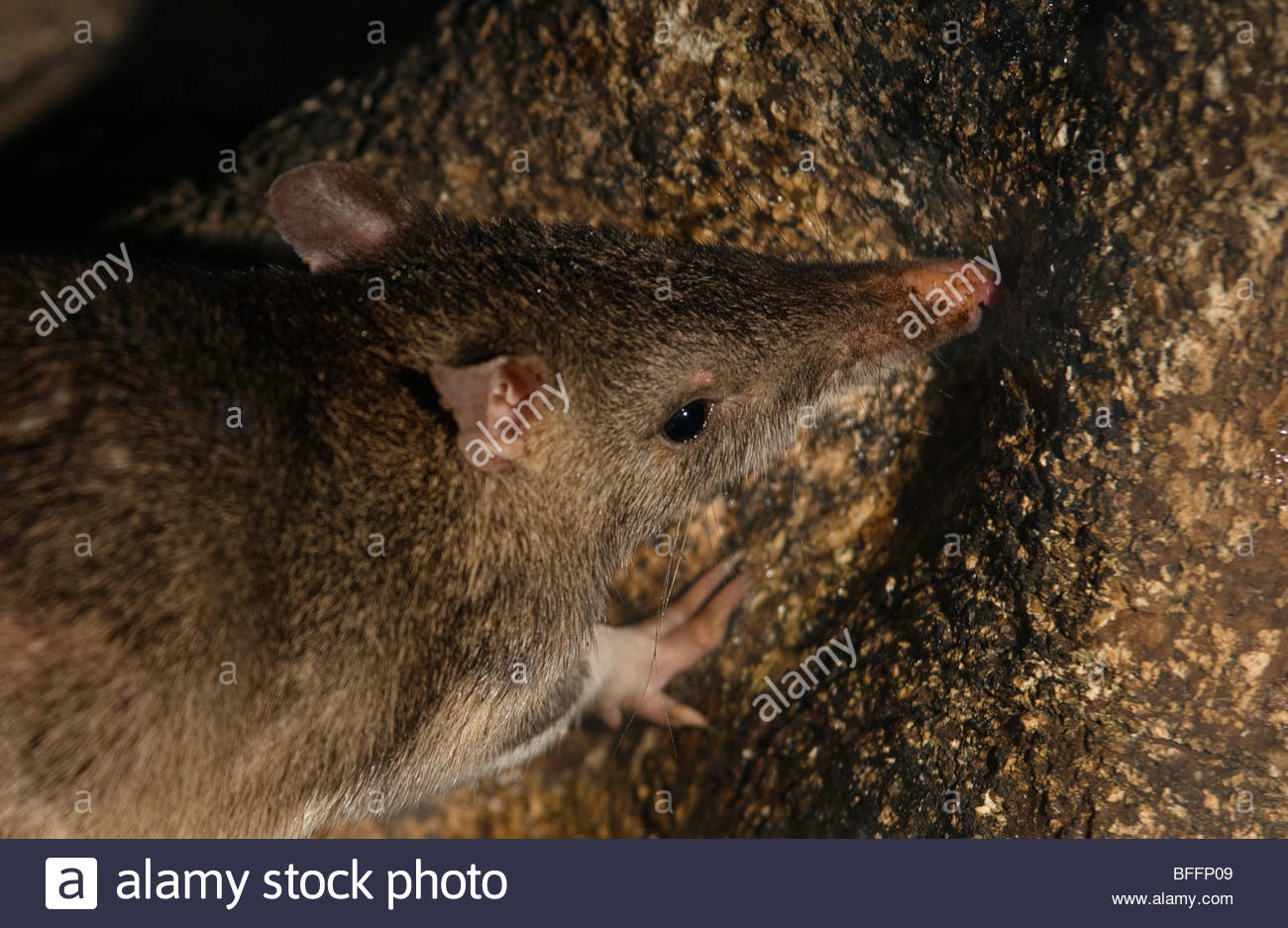 Kangaroo Rat Stockfotos & Kangaroo Rat Bilder - Alamy