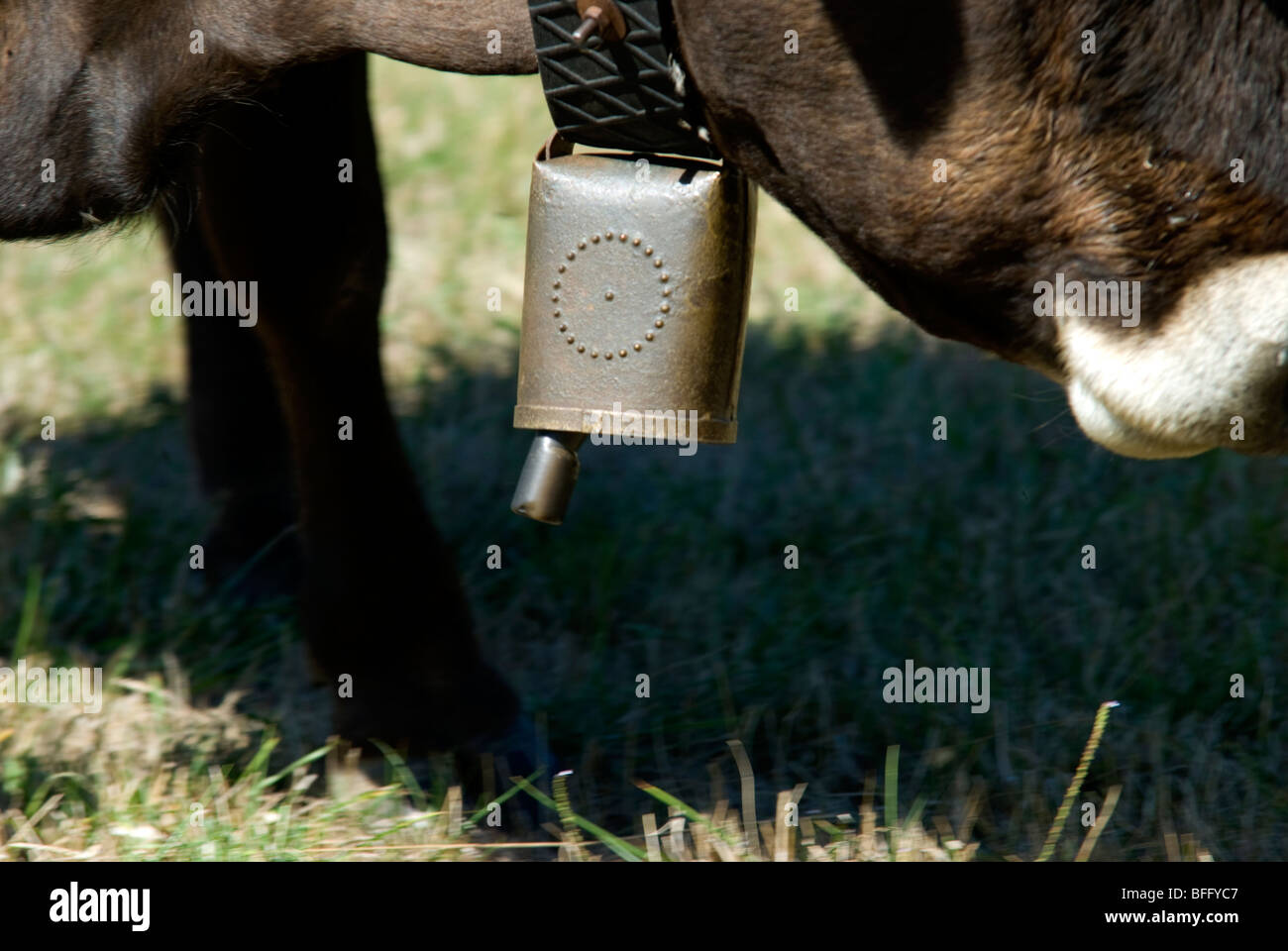 Cattle bell -Fotos und -Bildmaterial in hoher Auflösung – Alamy