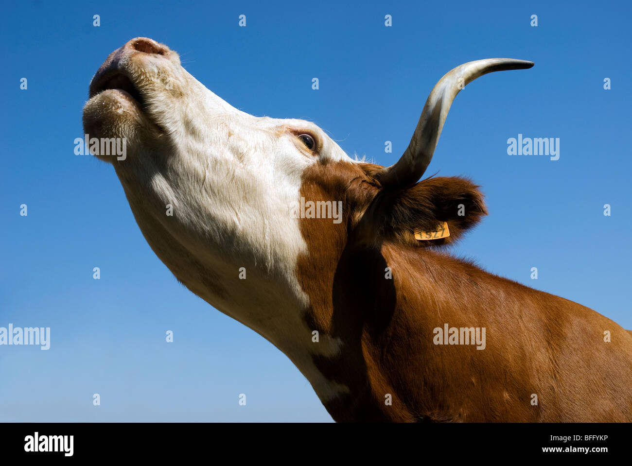 Himmel muh -Fotos und -Bildmaterial in hoher Auflösung – Alamy