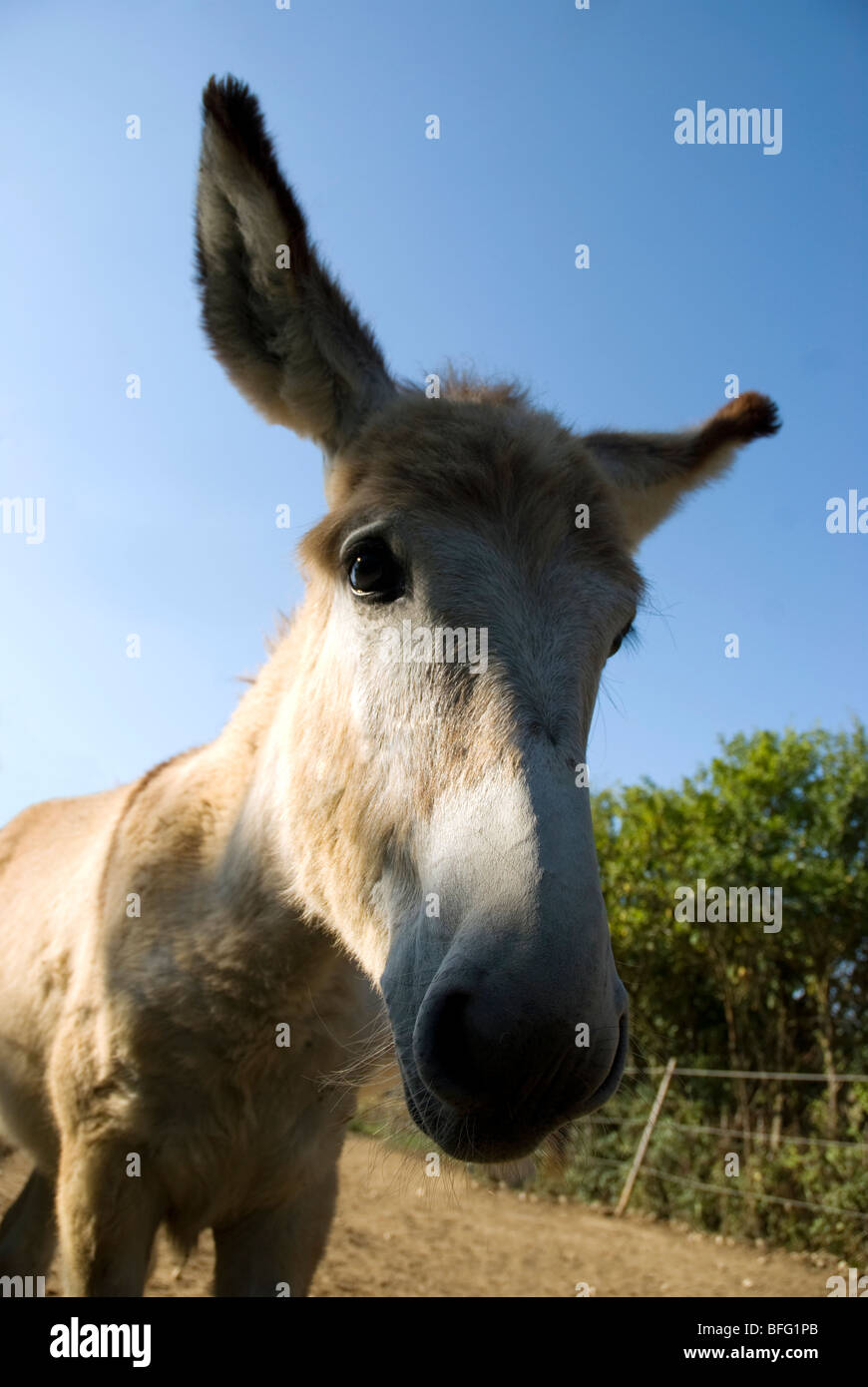 Esel, der zur kamera schaut -Fotos und -Bildmaterial in hoher Auflösung ...