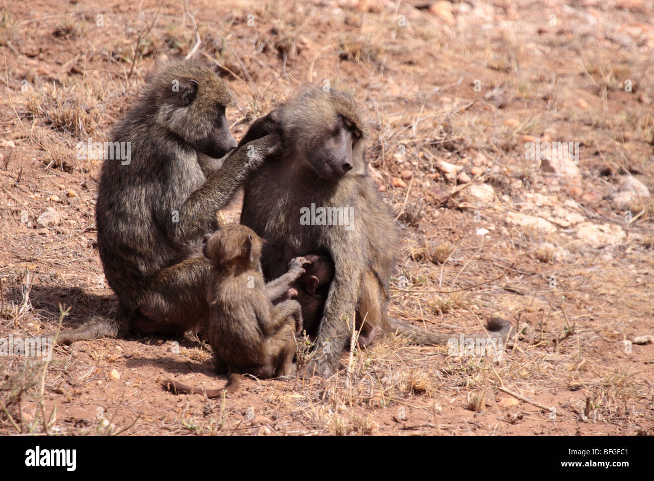 Pavian pflegen -Fotos und -Bildmaterial in hoher Auflösung – Alamy