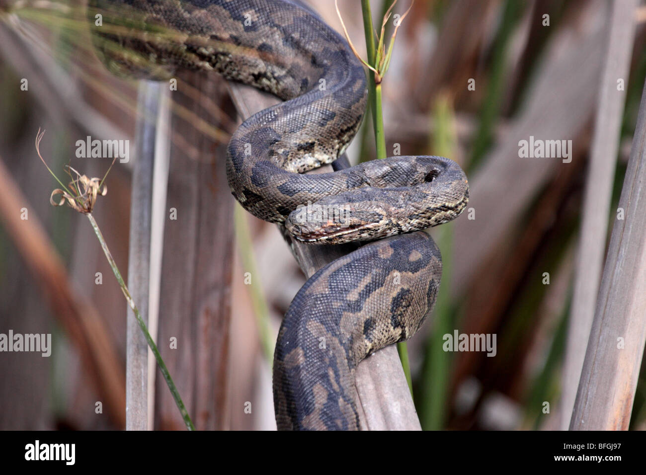 Python sebae -Fotos und -Bildmaterial in hoher Auflösung – Alamy