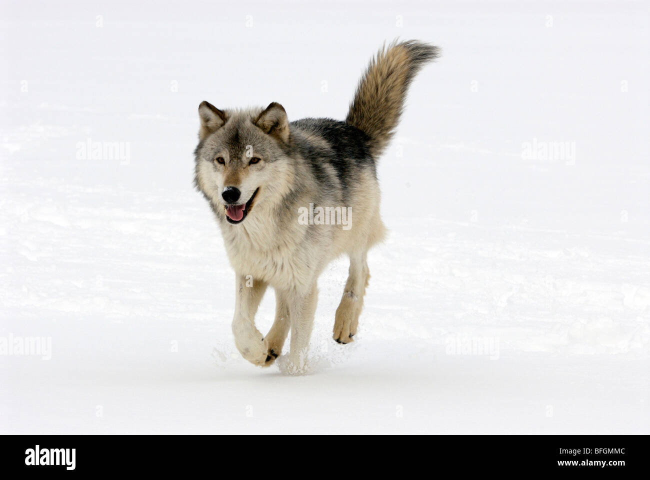 Mit den wölfen rennen -Fotos und -Bildmaterial in hoher Auflösung – Alamy