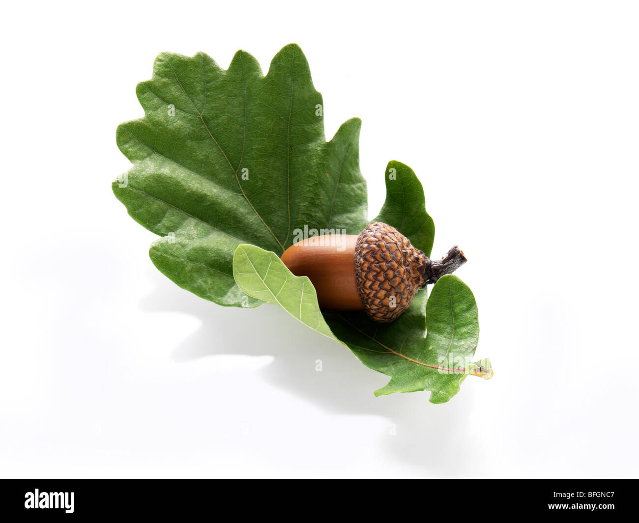 Oak leaf Ausgeschnittene Stockfotos und -bilder - Alamy