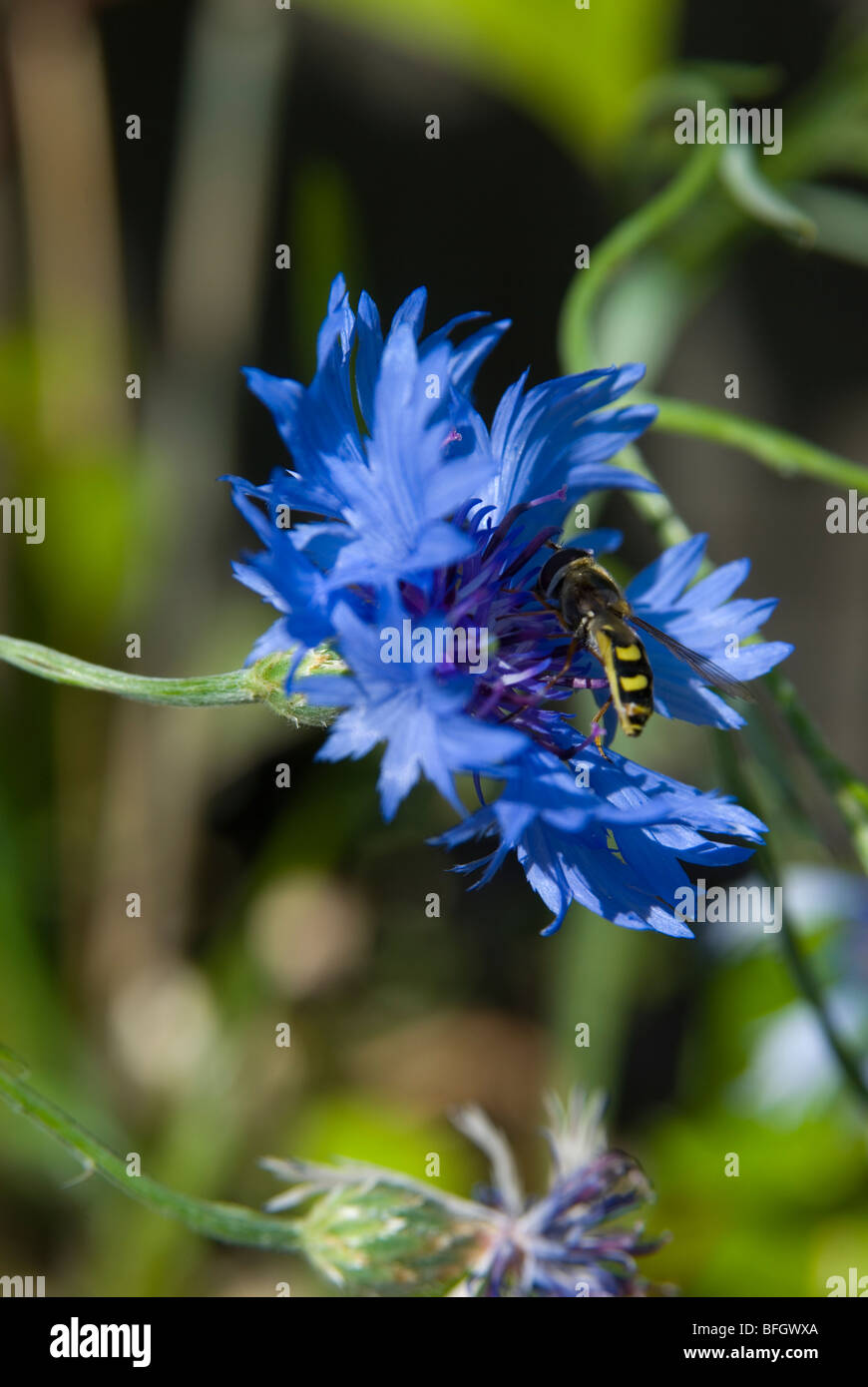 Wasps bees -Fotos und -Bildmaterial in hoher Auflösung – Alamy