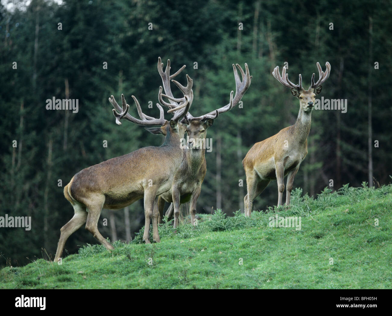 Wilde hirsche stehen -Fotos und -Bildmaterial in hoher Auflösung – Alamy