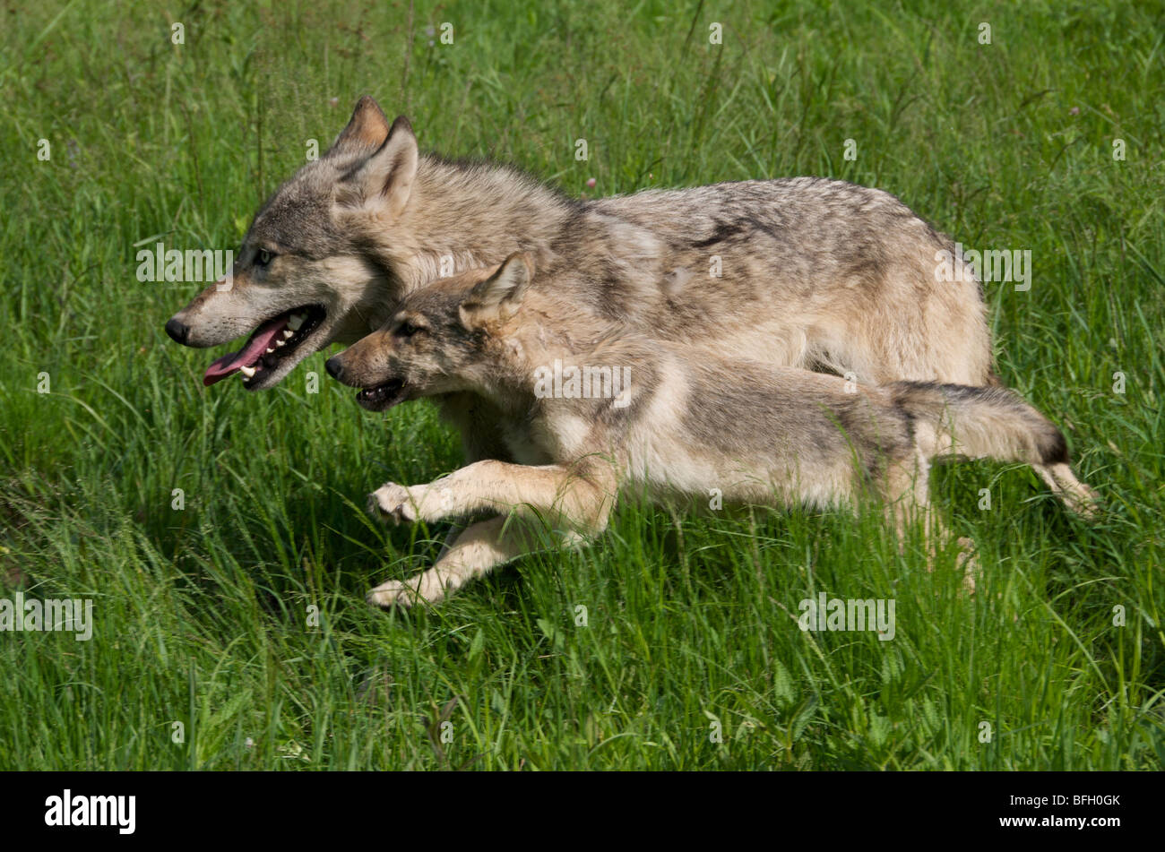 Wolf im gras -Fotos und -Bildmaterial in hoher Auflösung - Seite 2 - Alamy