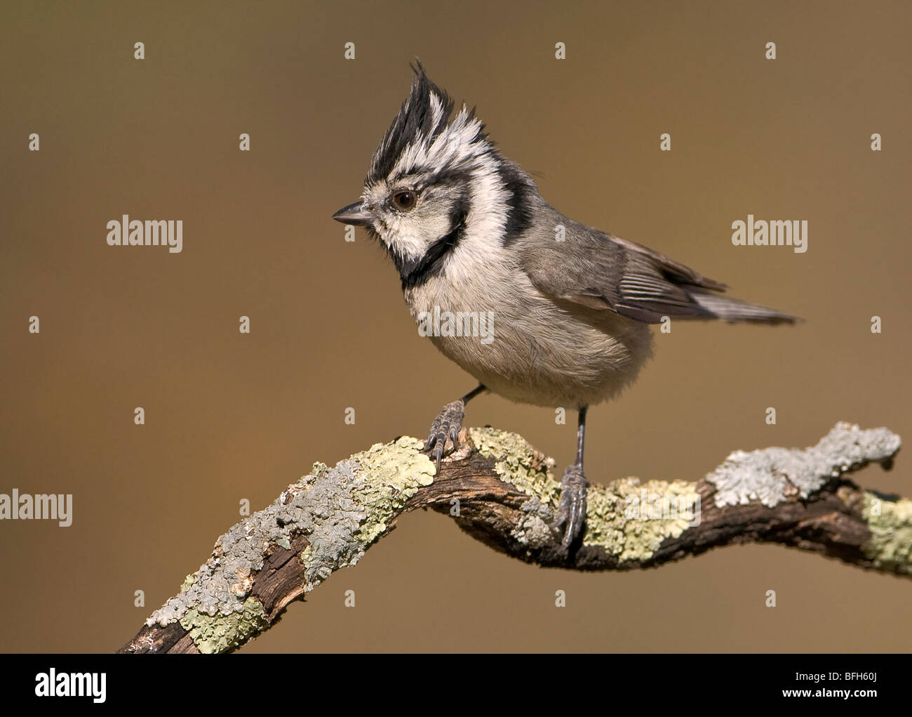 Gezügelten Meise (Baeolophus Wollweberi) auf Barsch an Madera Canyon ...