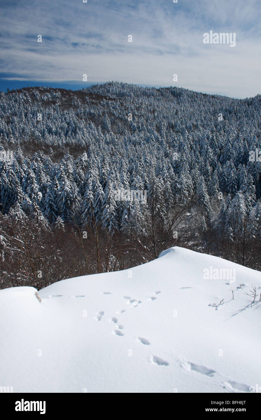 Fuchs-Spur im Schnee Stockfotografie - Alamy