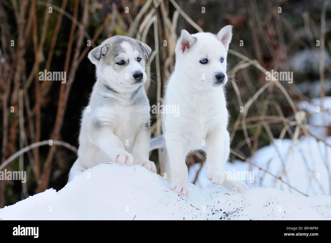 Husky welpen -Fotos und -Bildmaterial in hoher Auflösung – Alamy