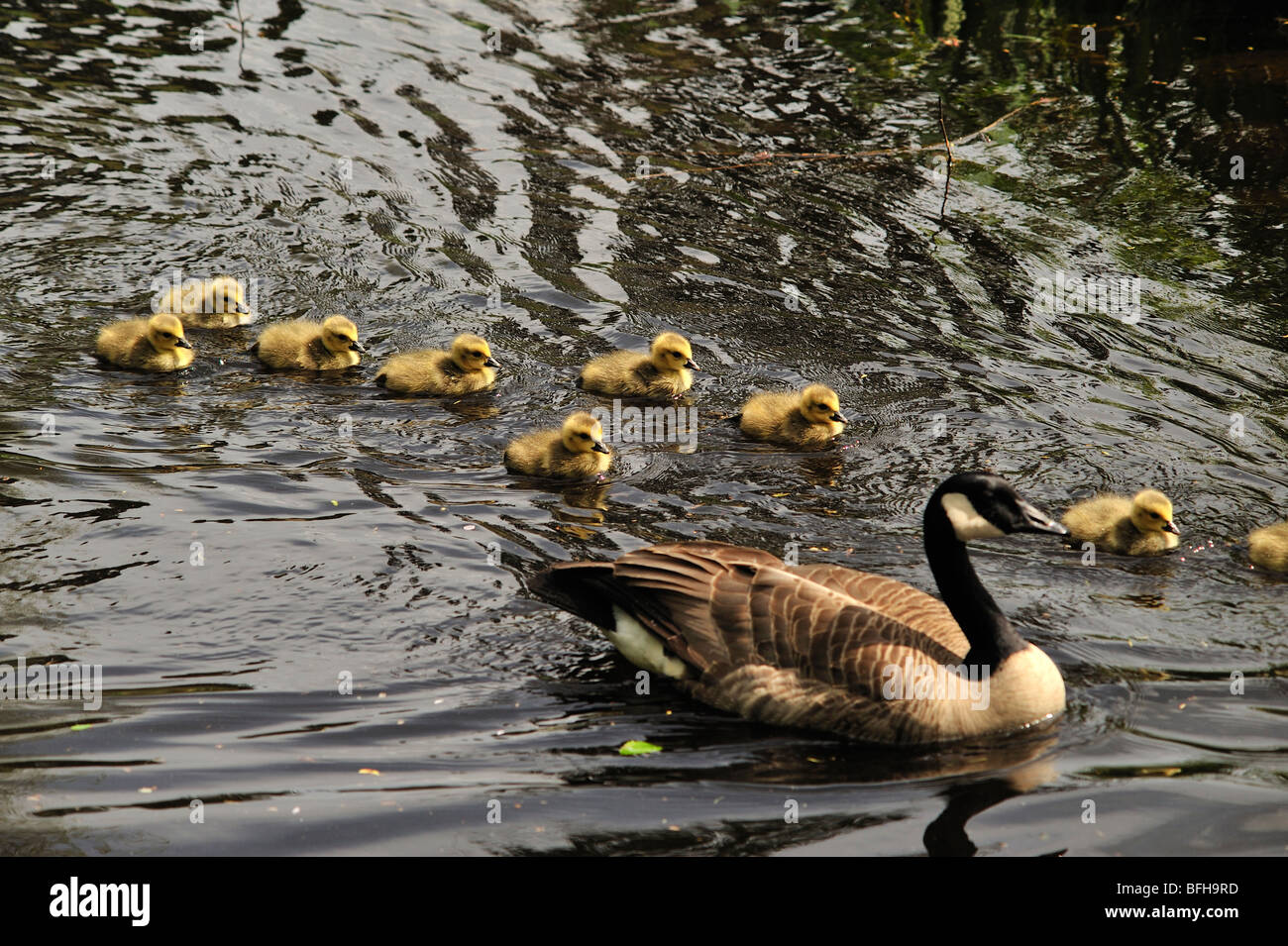 Gans kochen -Fotos und -Bildmaterial in hoher Auflösung – Alamy