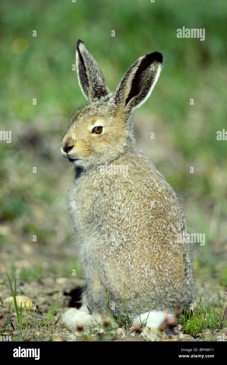 Lepus articus -Fotos und -Bildmaterial in hoher Auflösung – Alamy