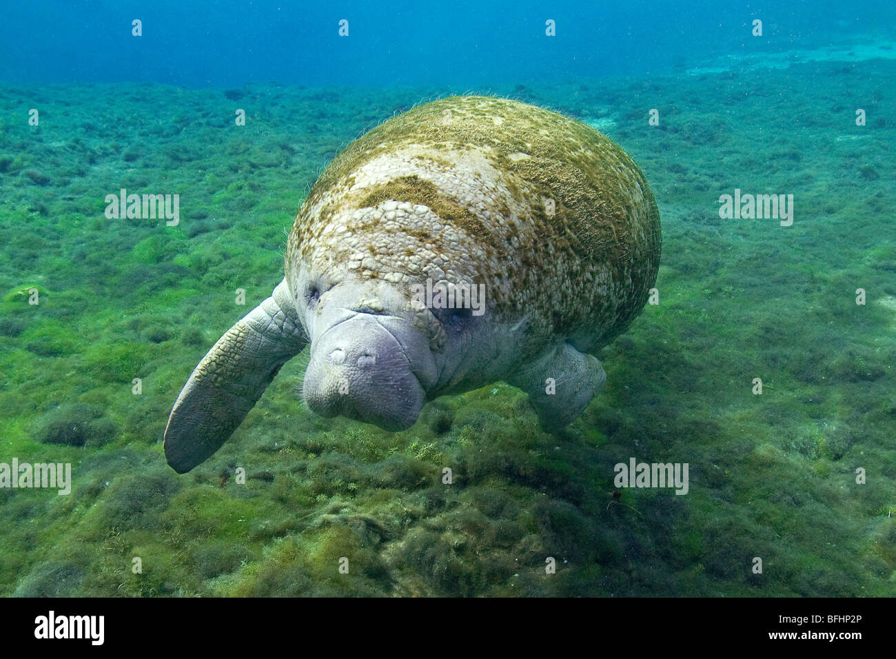Manatis florida -Fotos und -Bildmaterial in hoher Auflösung – Alamy