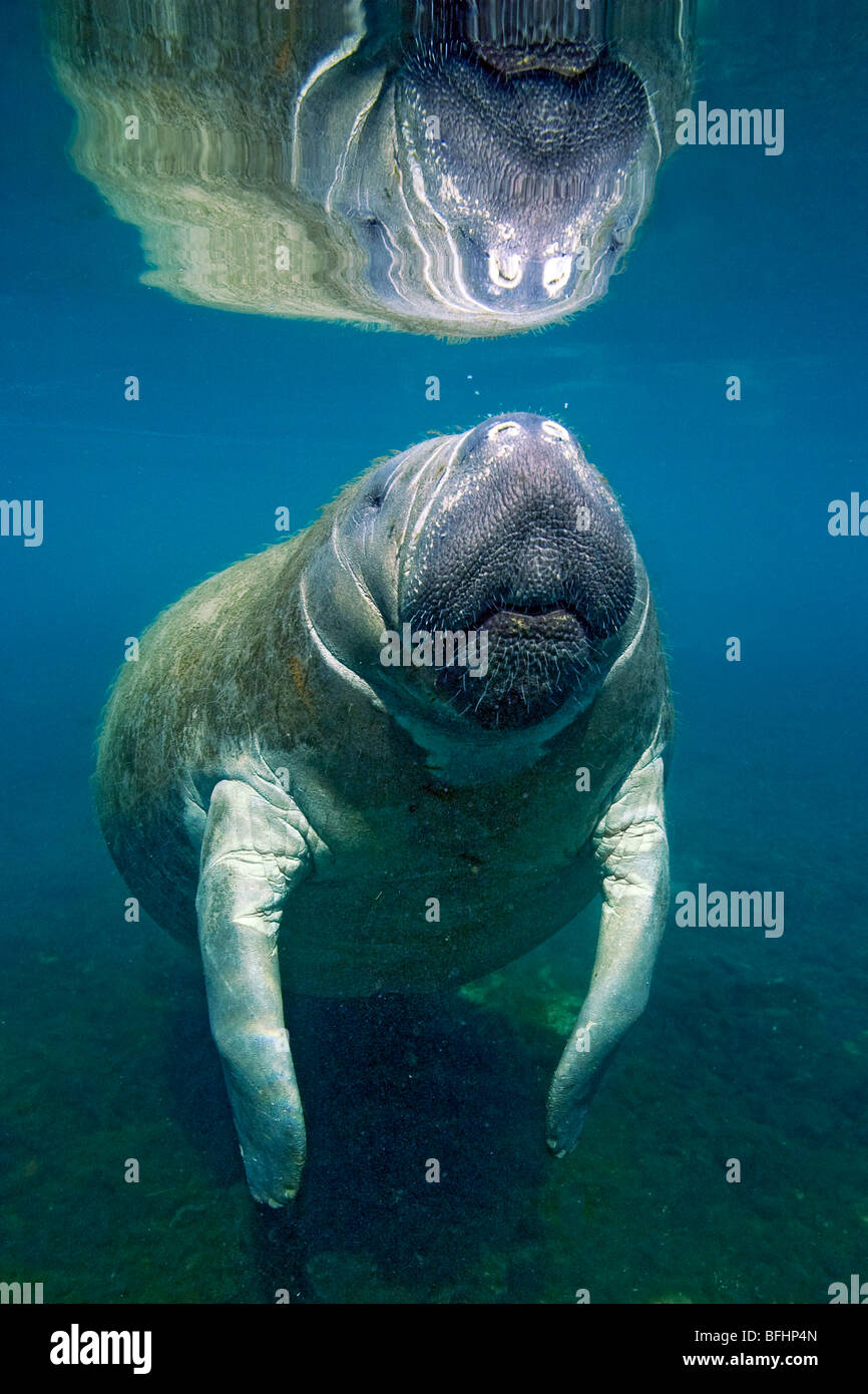 Manatis florida -Fotos und -Bildmaterial in hoher Auflösung – Alamy