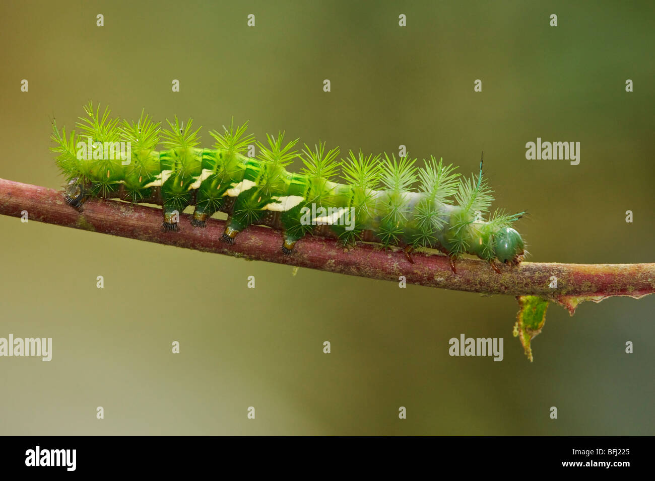 Caterpillar on a branch -Fotos und -Bildmaterial in hoher Auflösung – Alamy
