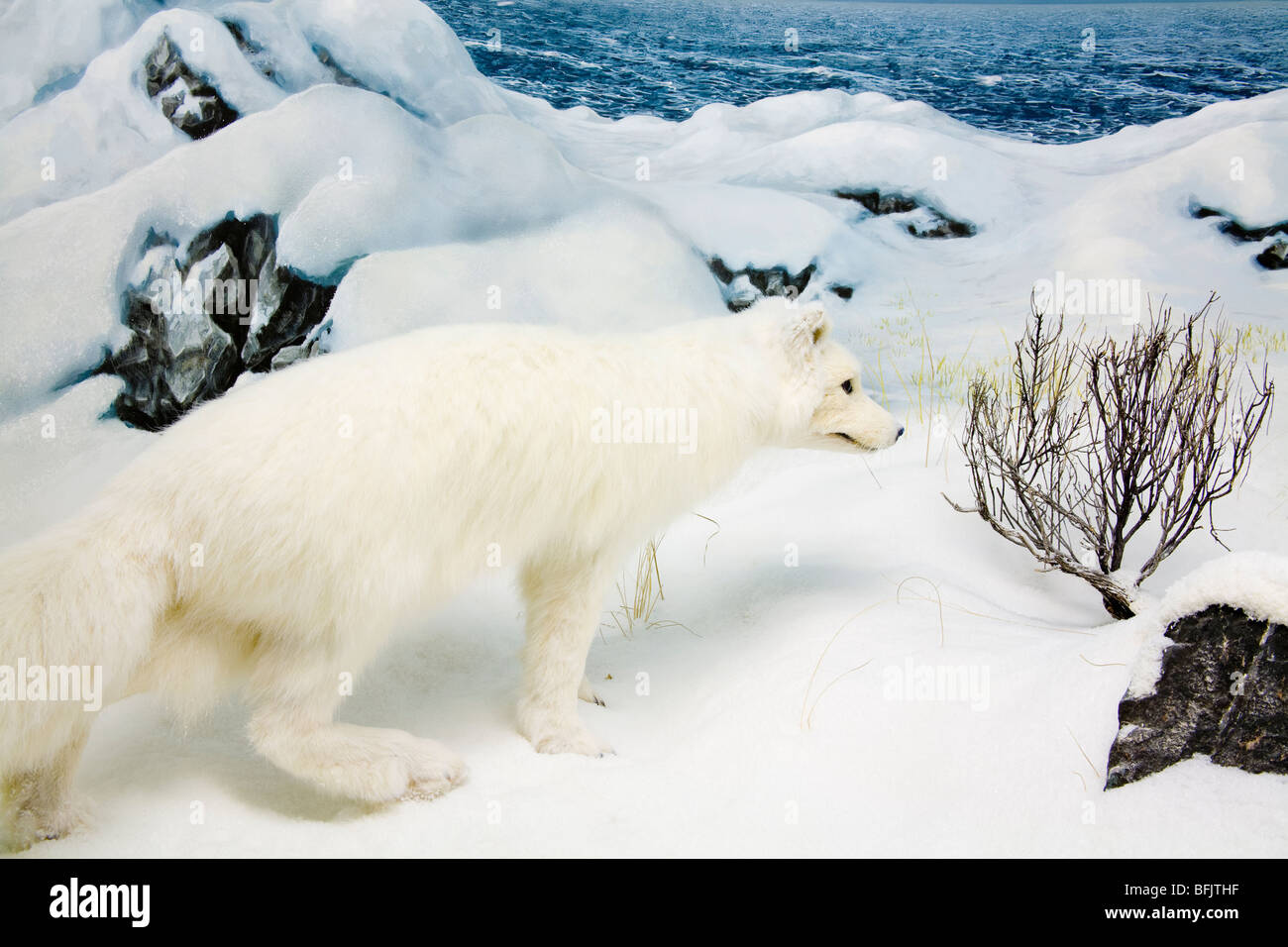 Internationales fuchsmuseum -Fotos und -Bildmaterial in hoher Auflösung ...