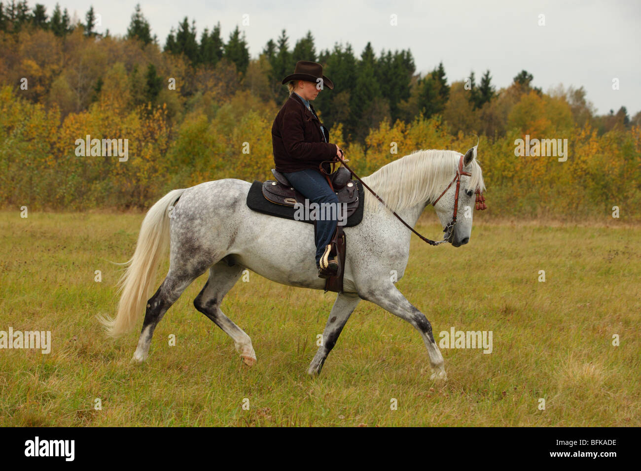 Haflinger pferde -Fotos und -Bildmaterial in hoher Auflösung – Alamy