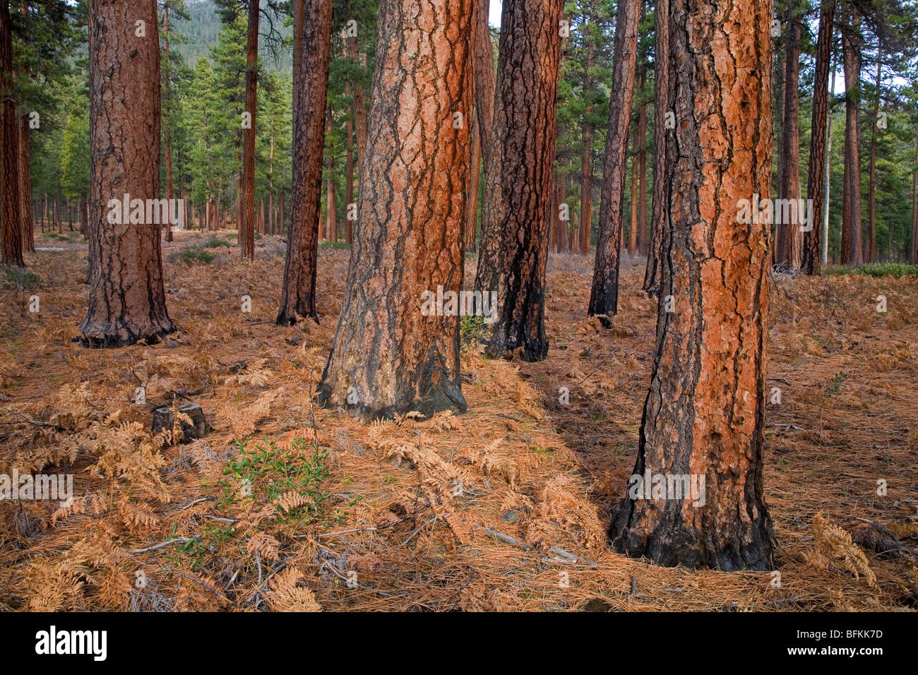 Kiefer oregon -Fotos und -Bildmaterial in hoher Auflösung – Alamy