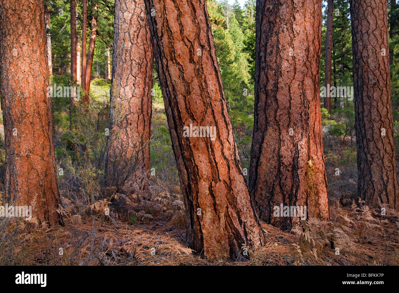 Kiefer oregon -Fotos und -Bildmaterial in hoher Auflösung – Alamy