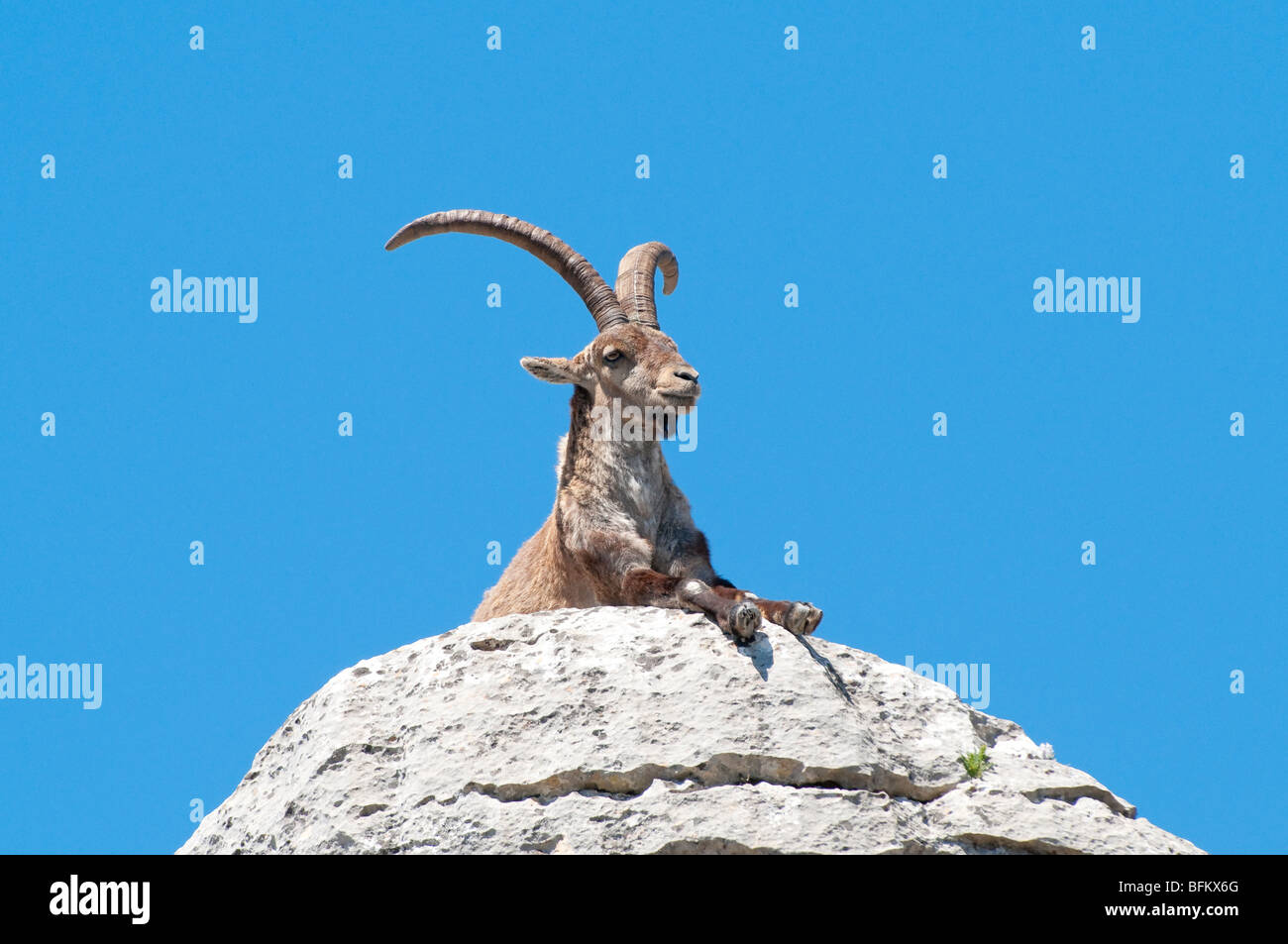 Spanischer steinbock -Fotos und -Bildmaterial in hoher Auflösung – Alamy