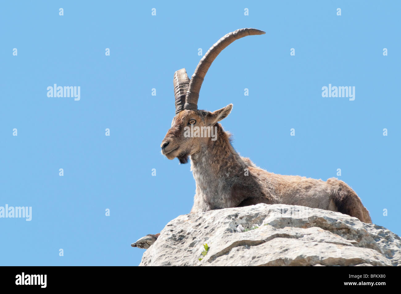 Iberiensteinbock (Capra Pyrenaica) - spanischer Steinbock ...