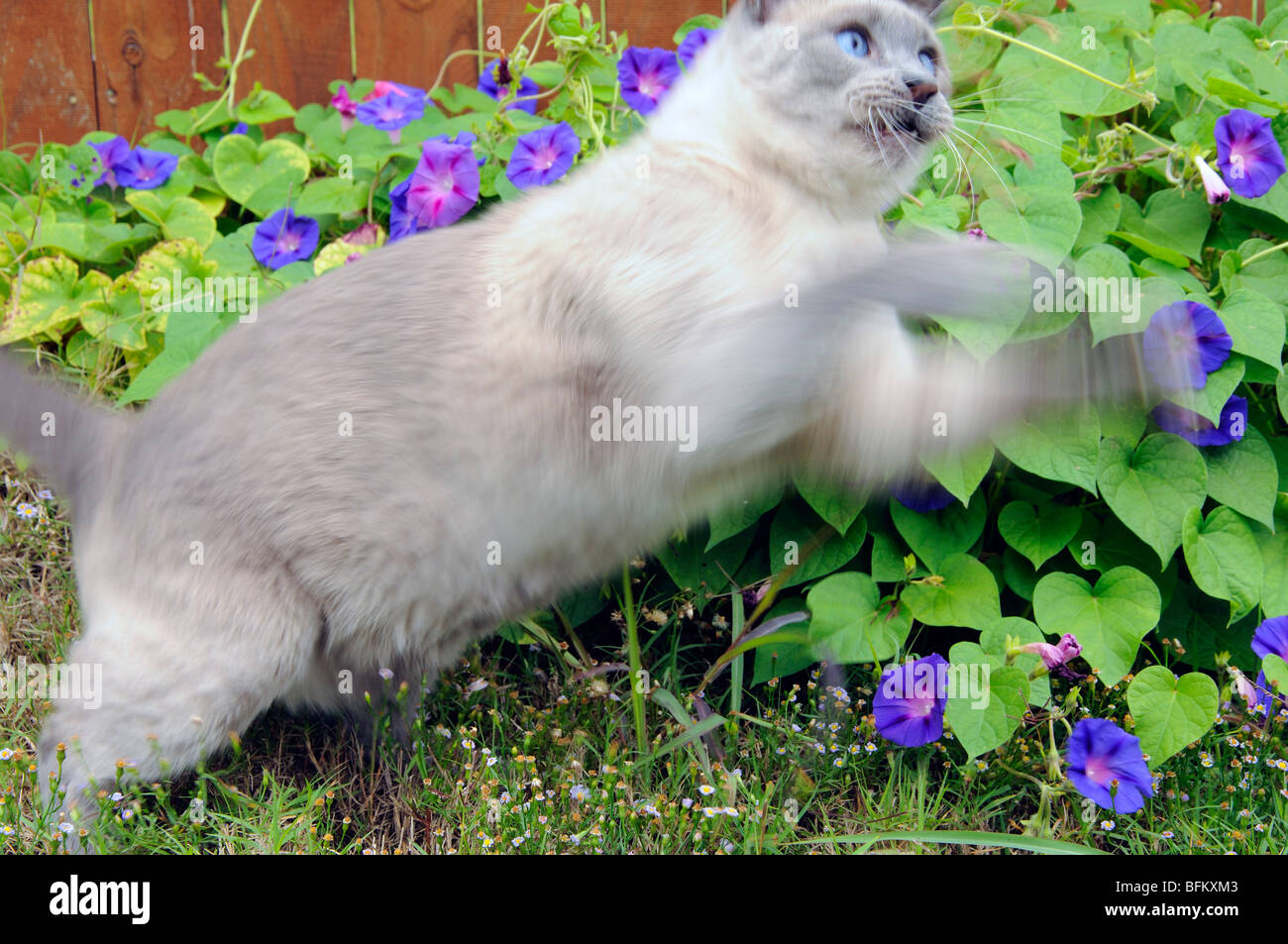 Siamese cat jump -Fotos und -Bildmaterial in hoher Auflösung – Alamy