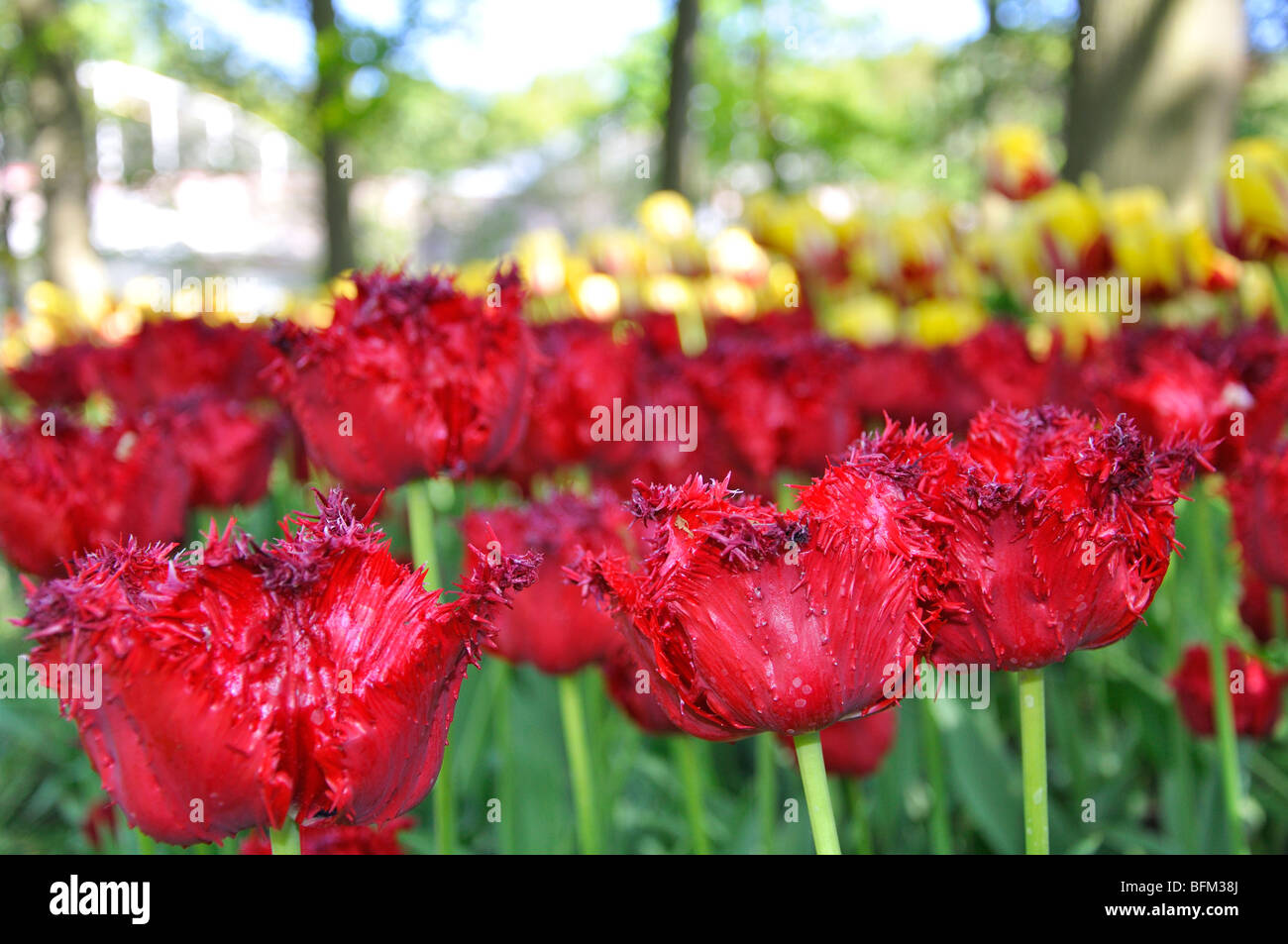 Rote fransen tulpen -Fotos und -Bildmaterial in hoher Auflösung – Alamy