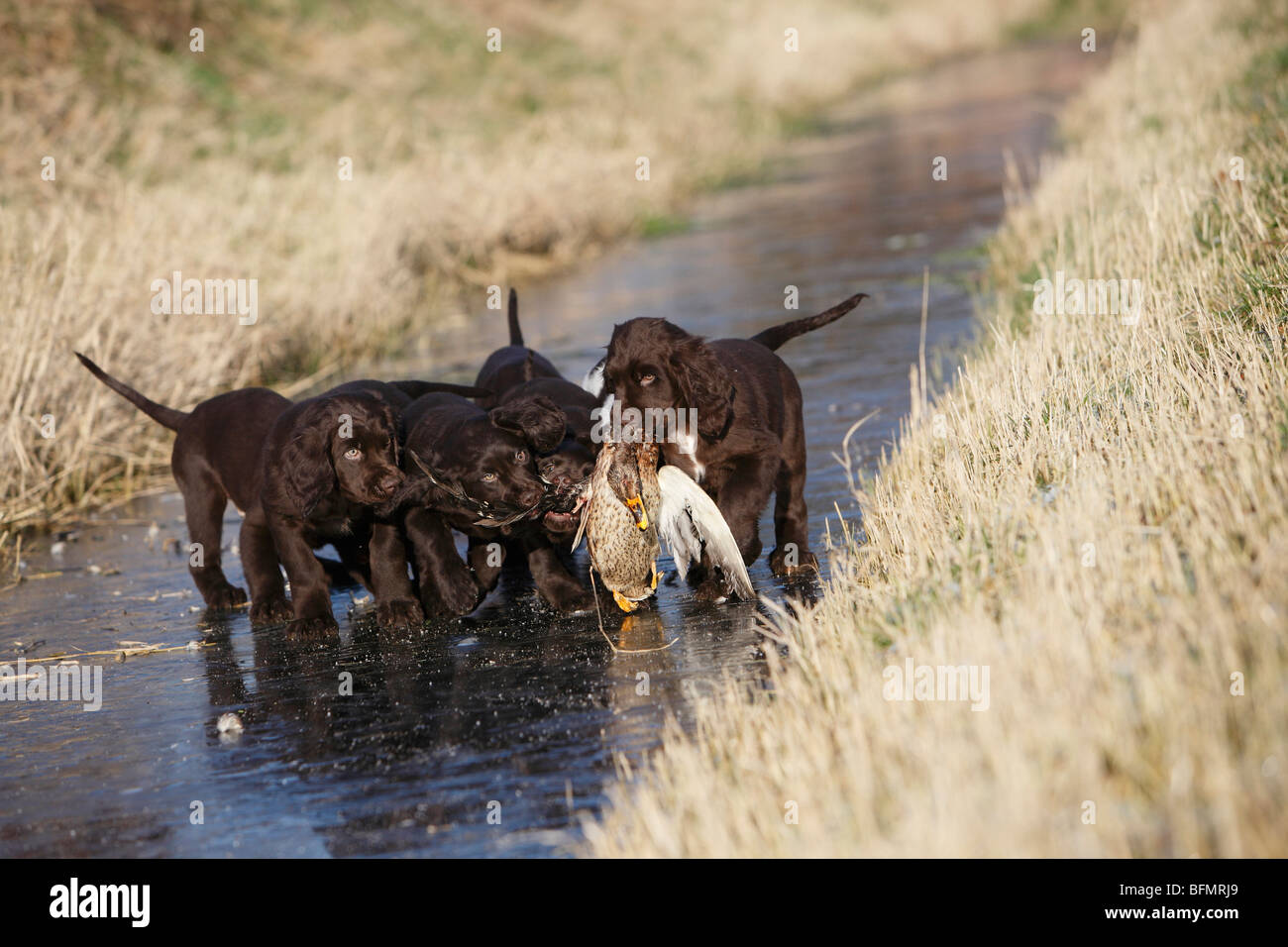 Deutscher langhaariger Vorstehhund (Canis Lupus F. Familiaris), mehrere ...