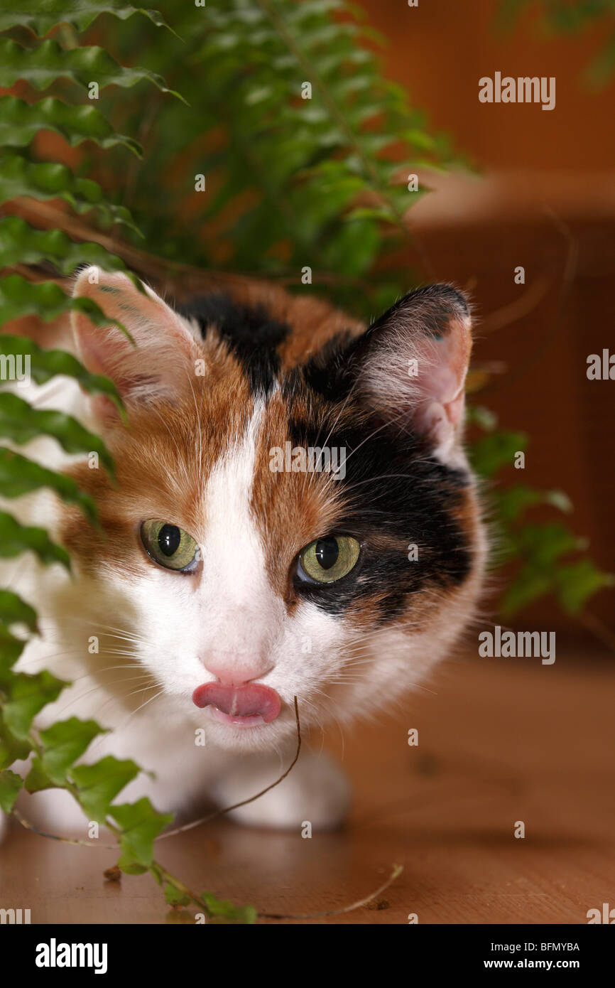 Hauskatze, Hauskatze, Europäisch Kurzhaar (Felis Silvestris F. Catus ...