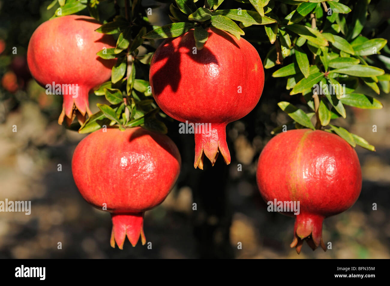 Granatapfel baum -Fotos und -Bildmaterial in hoher Auflösung – Alamy