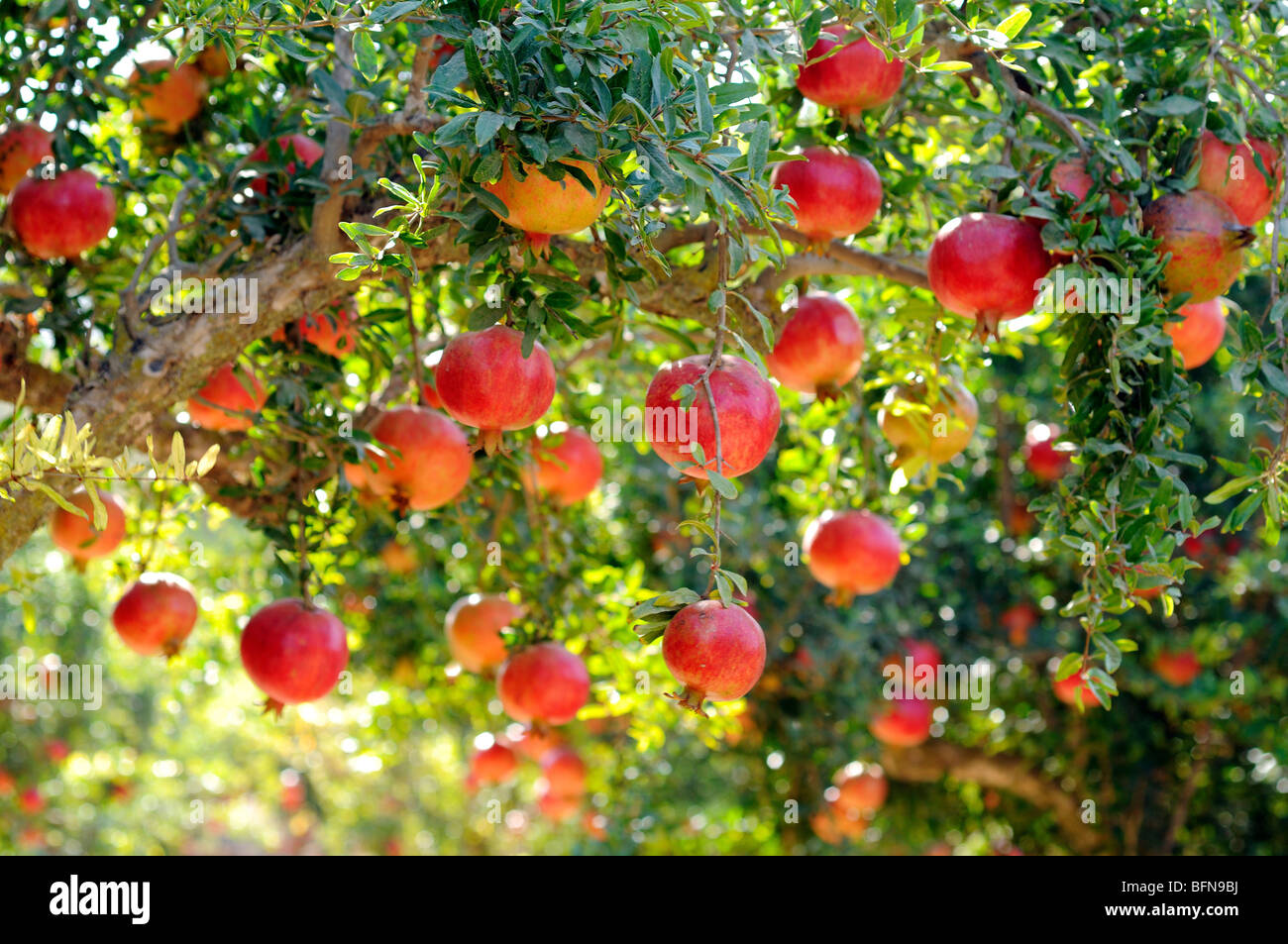 Granatapfel baum -Fotos und -Bildmaterial in hoher Auflösung – Alamy
