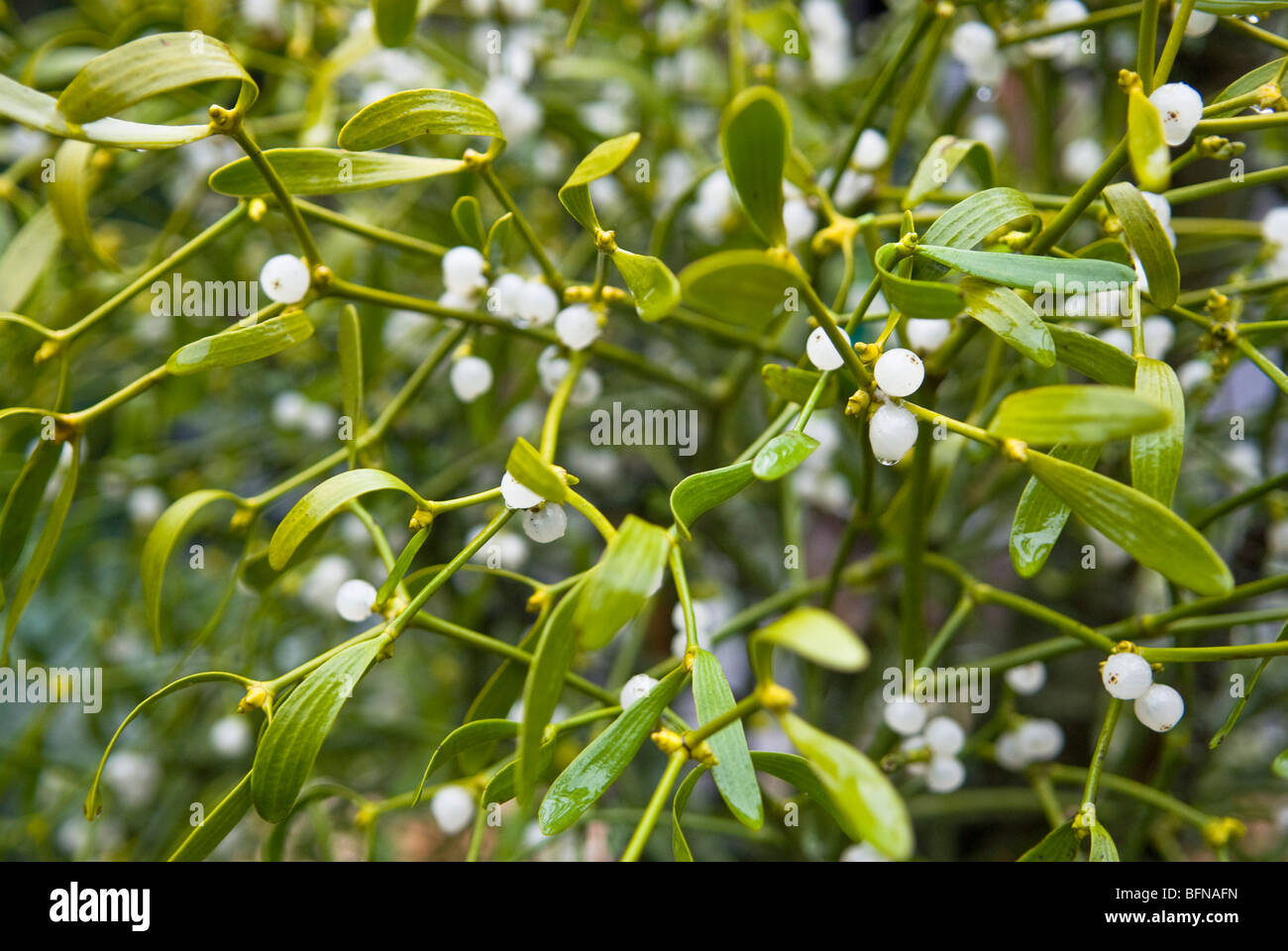 Mistel Beren Stockfotos und -bilder Kaufen - Alamy