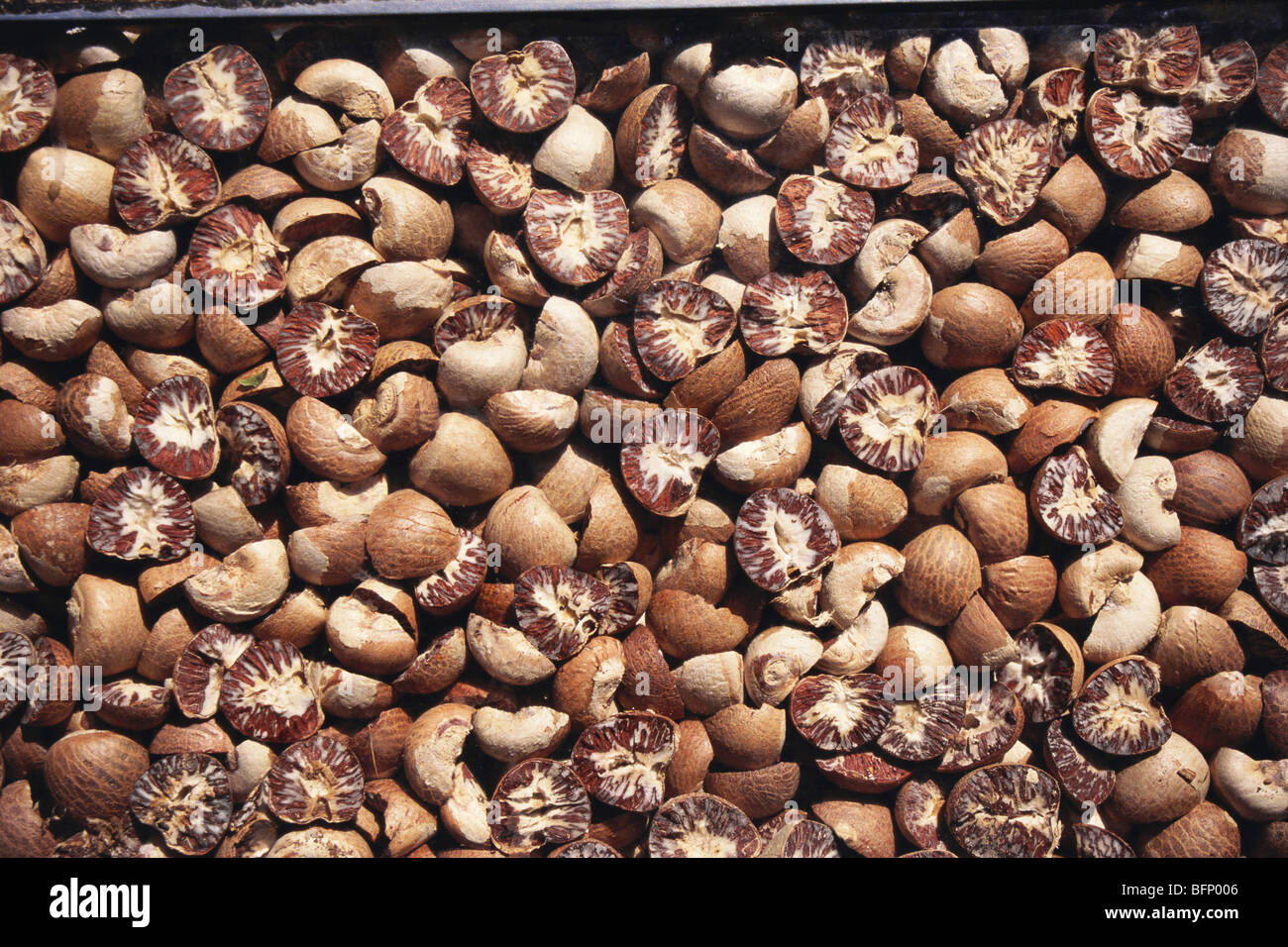 Beatle Nut Stockfotos und -bilder Kaufen - Alamy