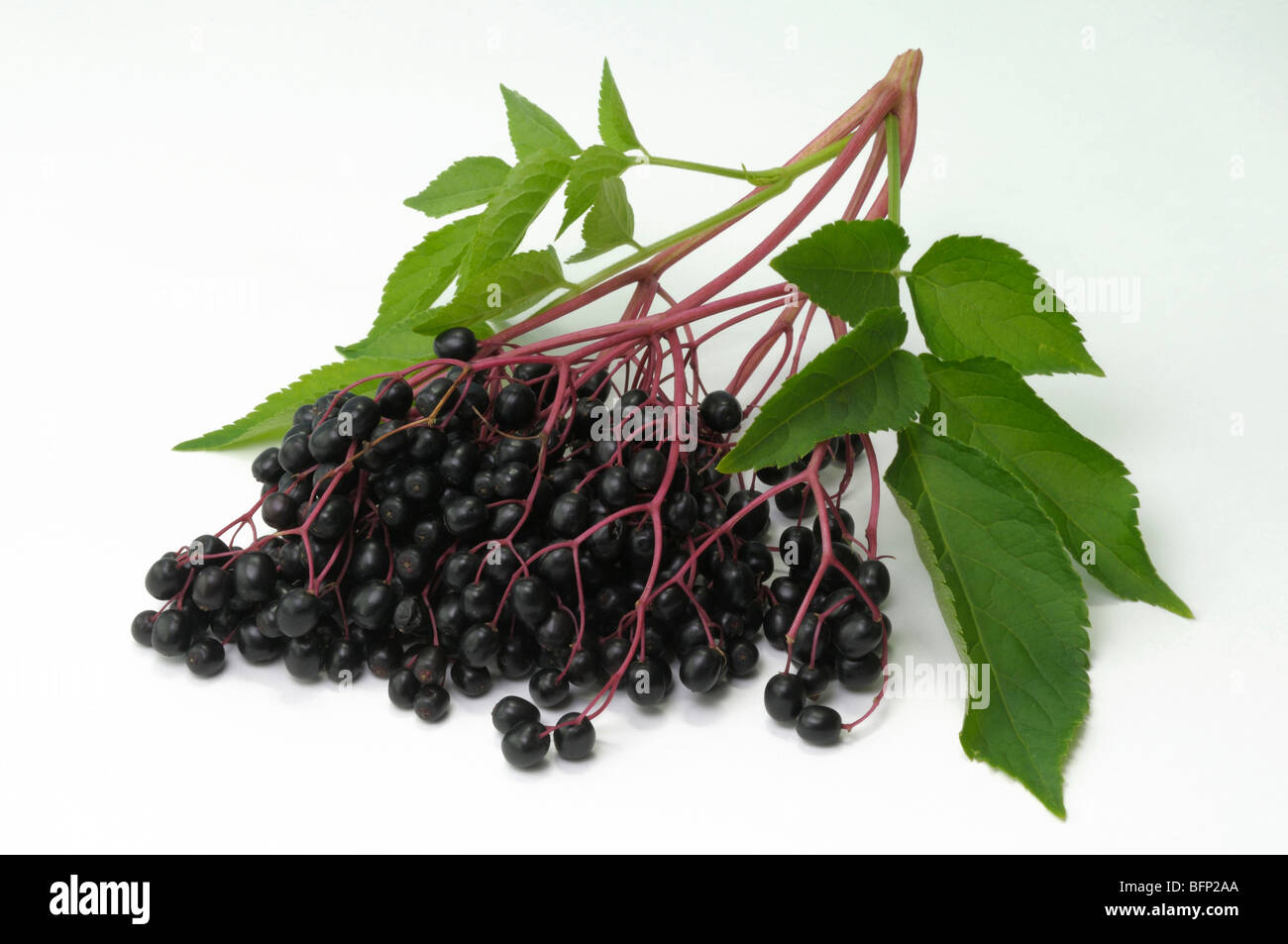 Schwarzer Holunder, Holunder (Sambucus Nigra). Zweig mit reifen Beeren ...