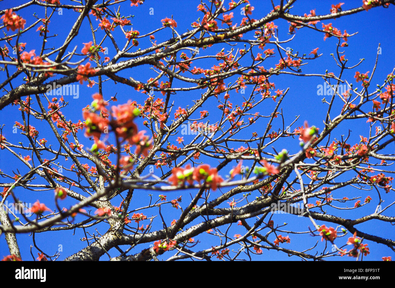 Salmalia malabarica -Fotos und -Bildmaterial in hoher Auflösung – Alamy