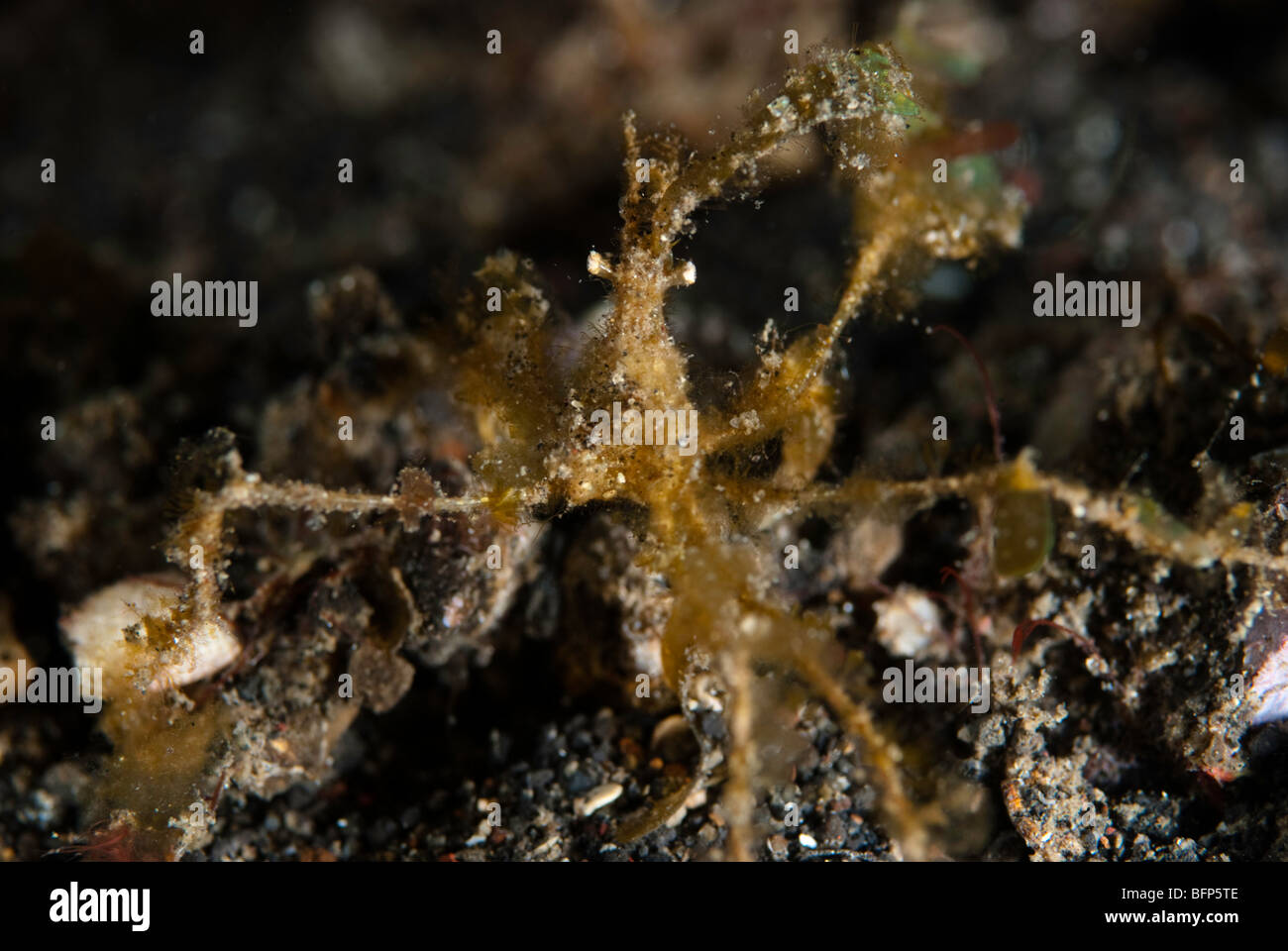 Langbeinige Spinne Stockfotos und -bilder Kaufen - Alamy