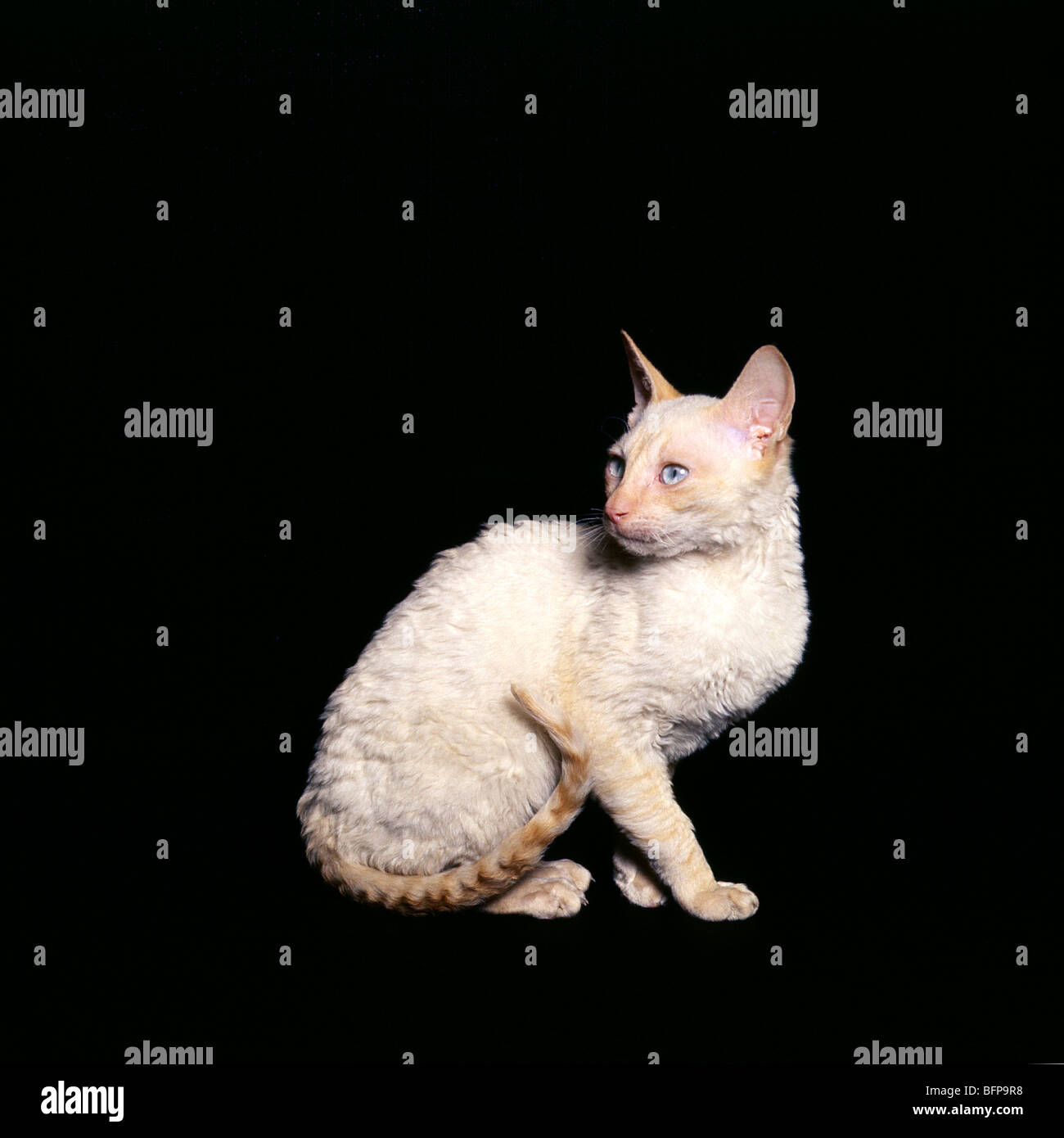 Nur schwarze katze -Fotos und -Bildmaterial in hoher Auflösung – Alamy