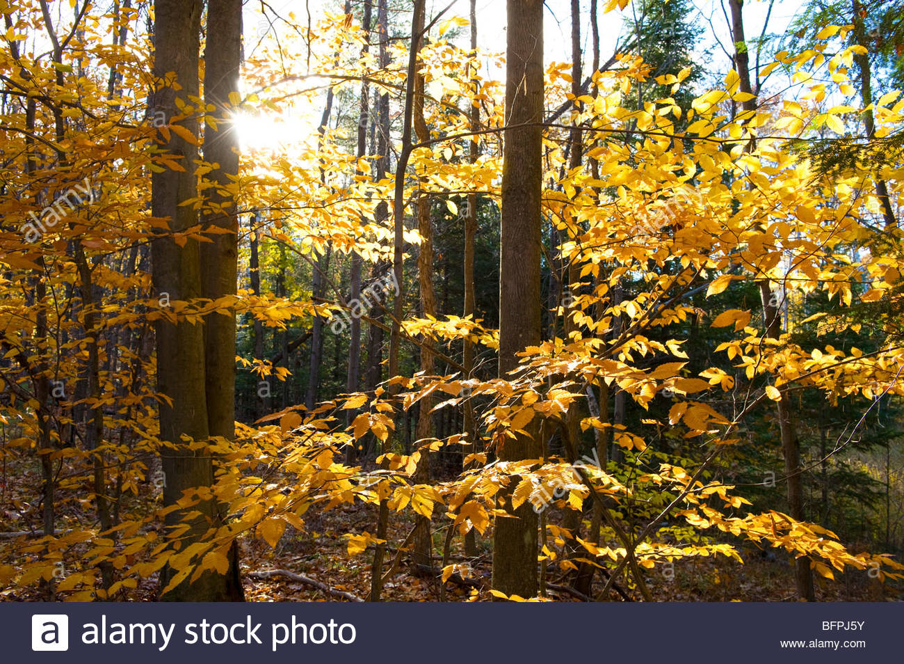 American Beech Tree Fagus Grandifolia Stockfotos und -bilder Kaufen - Alamy