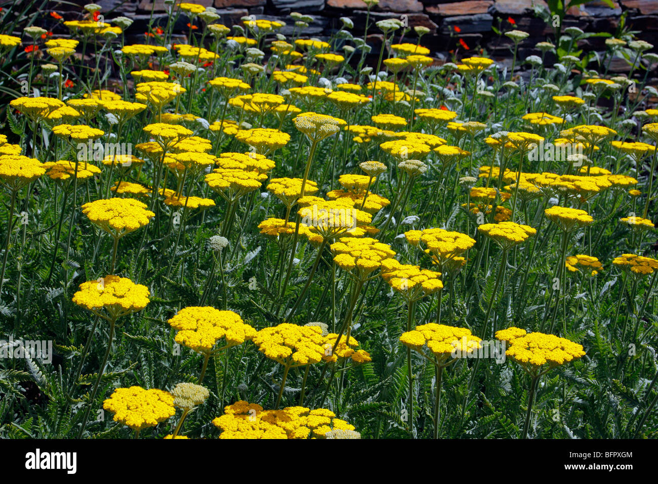 Achillea coronation gold -Fotos und -Bildmaterial in hoher Auflösung ...