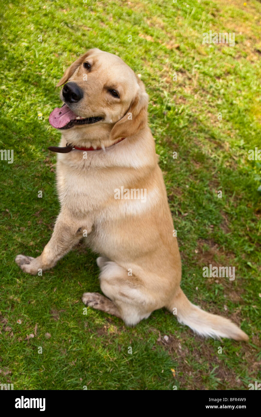 Porträts von der Labrador Retriever ist eine von mehreren Arten der ...