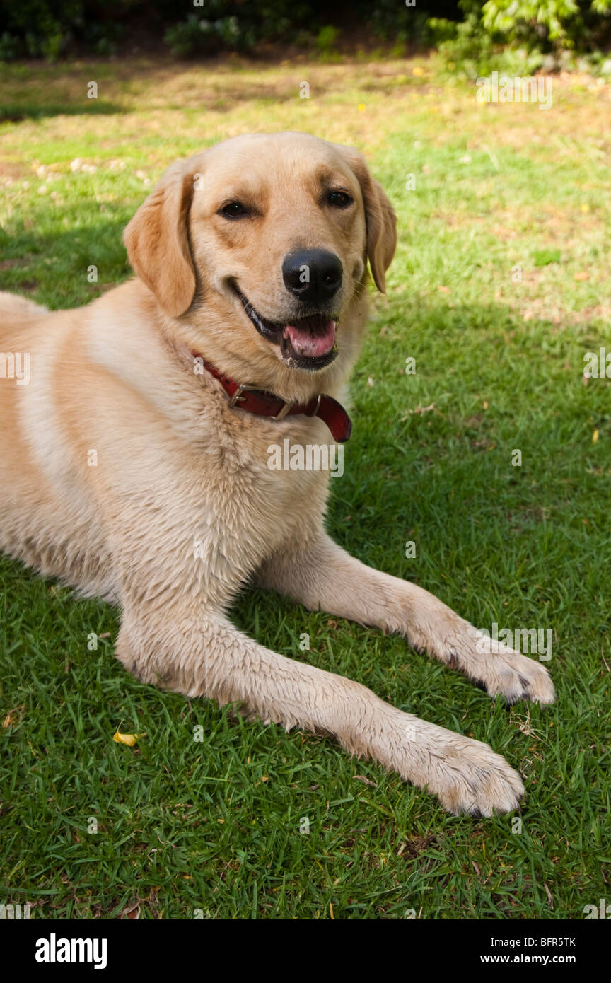 Porträts von der Labrador Retriever ist eine von mehreren Arten der ...