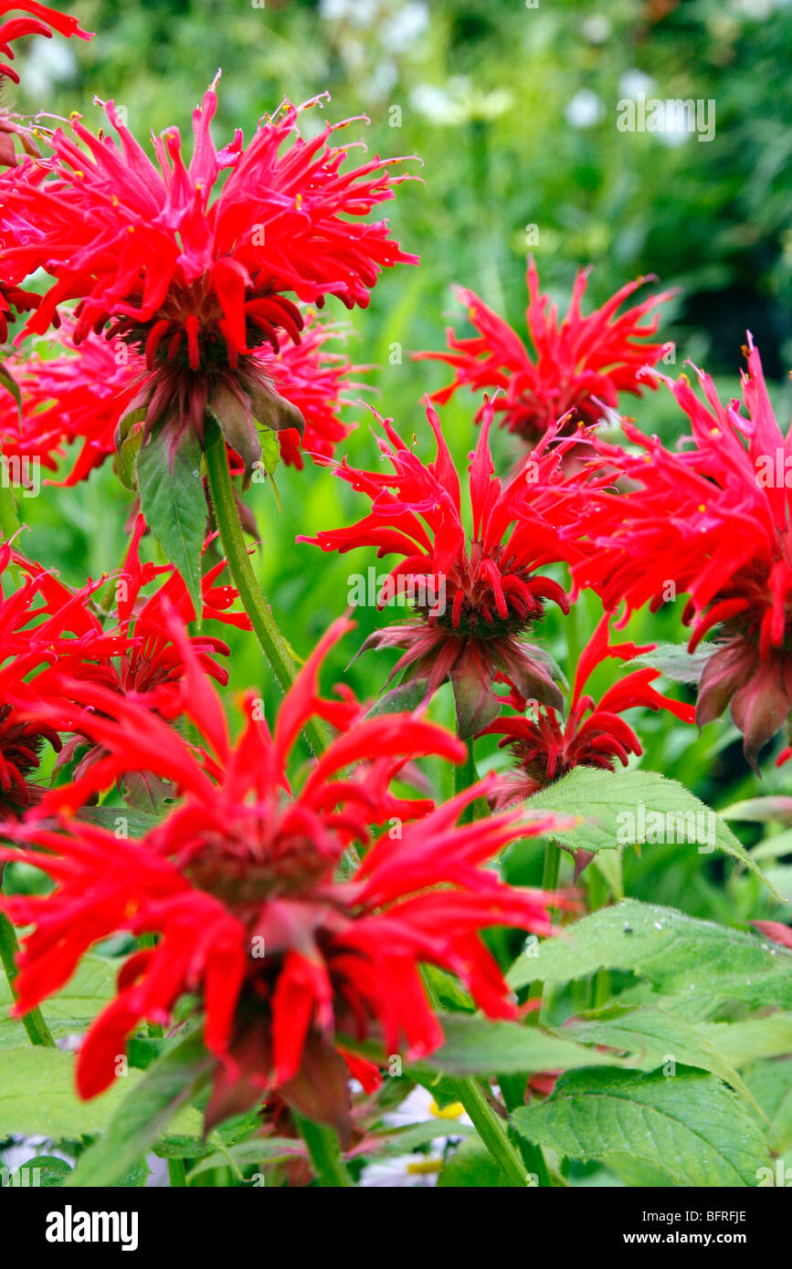 Scarlet monarda -Fotos und -Bildmaterial in hoher Auflösung – Alamy