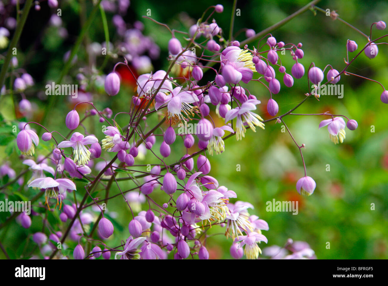 Thalictrum Dipterocarpum Syn Thalictrum delaveyi Stockfotografie - Alamy