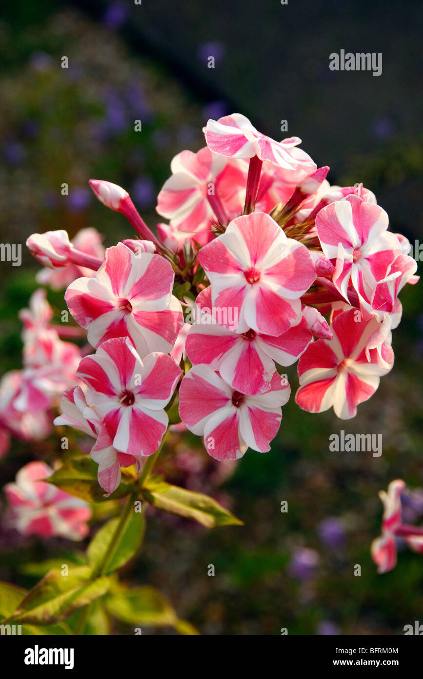 Phlox paniculata peppermint twist -Fotos und -Bildmaterial in hoher ...