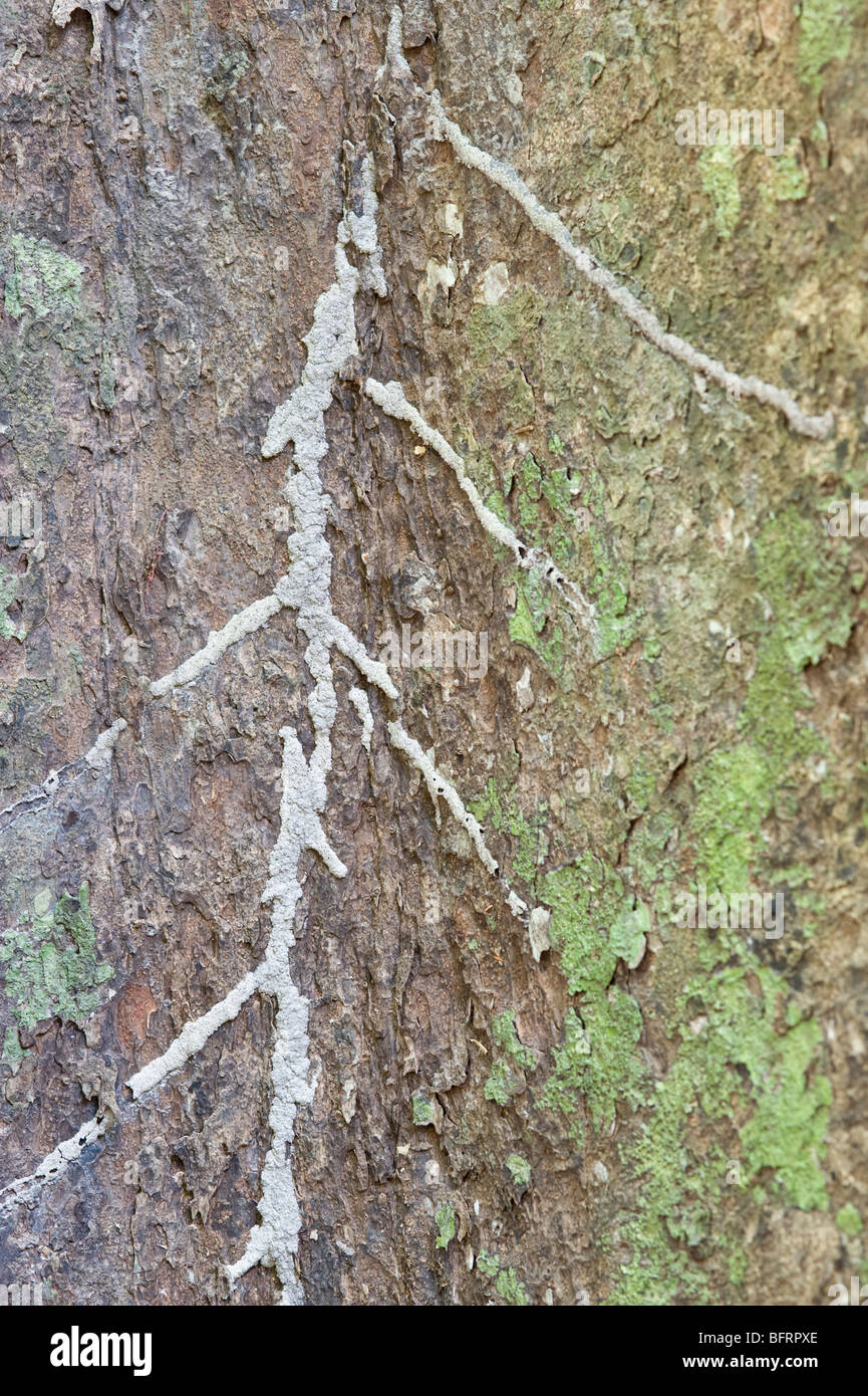 Mora tree -Fotos und -Bildmaterial in hoher Auflösung – Alamy