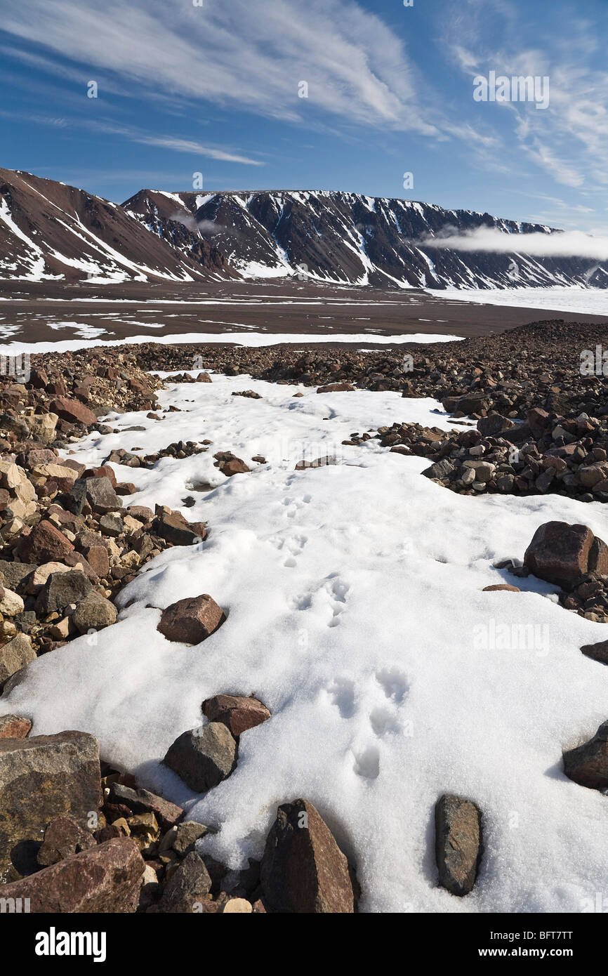Fuchsspuren im schnee -Fotos und -Bildmaterial in hoher Auflösung – Alamy