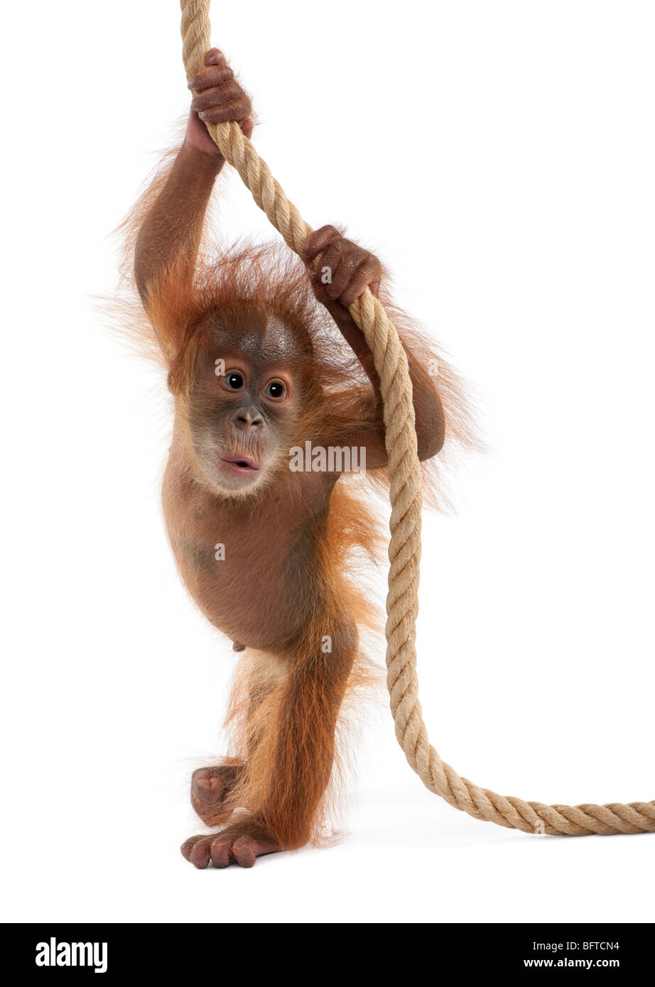 Weißer Affe Stockfotos & Weißer Affe Bilder - Alamy