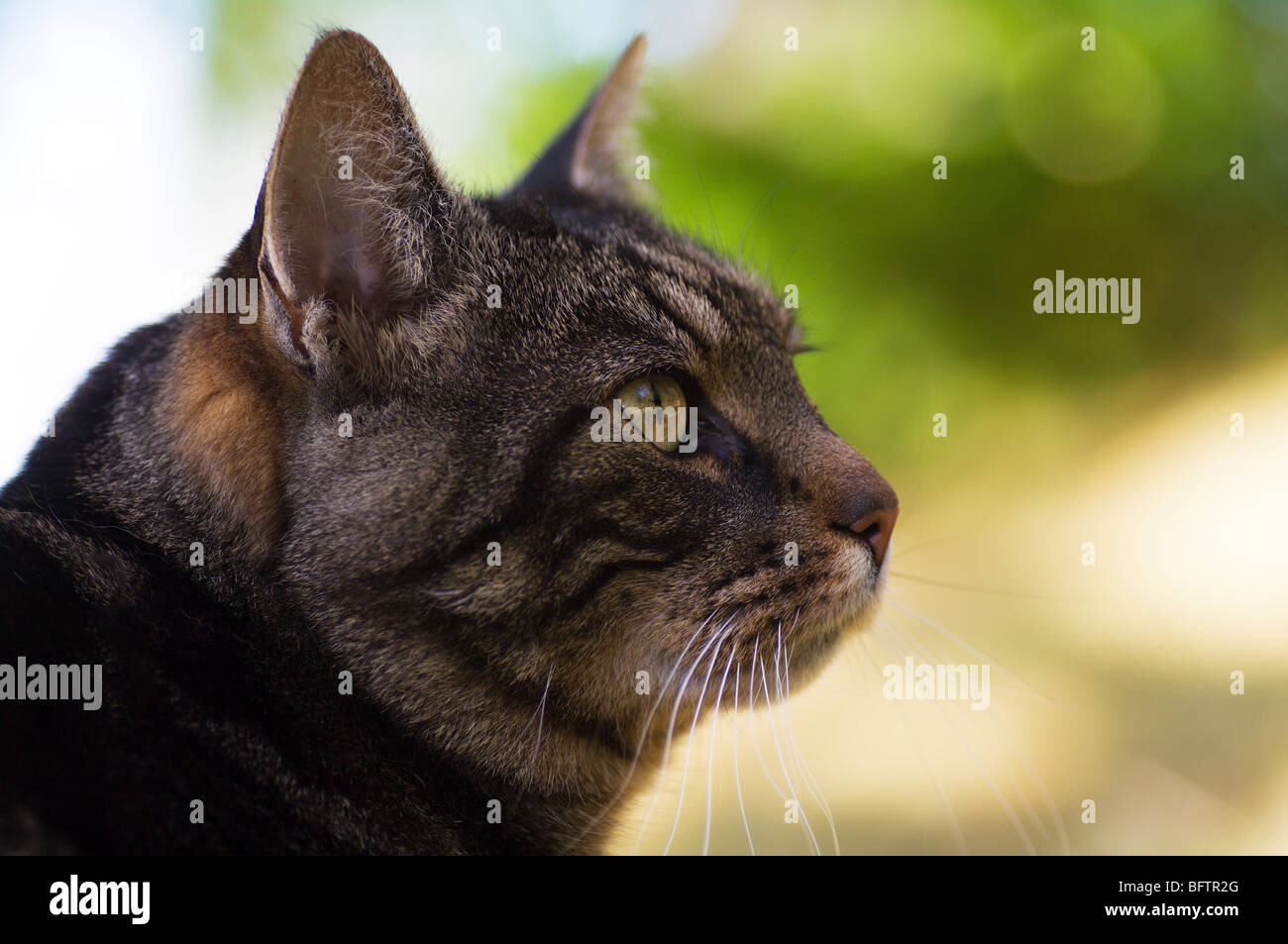 Cat profile -Fotos und -Bildmaterial in hoher Auflösung – Alamy