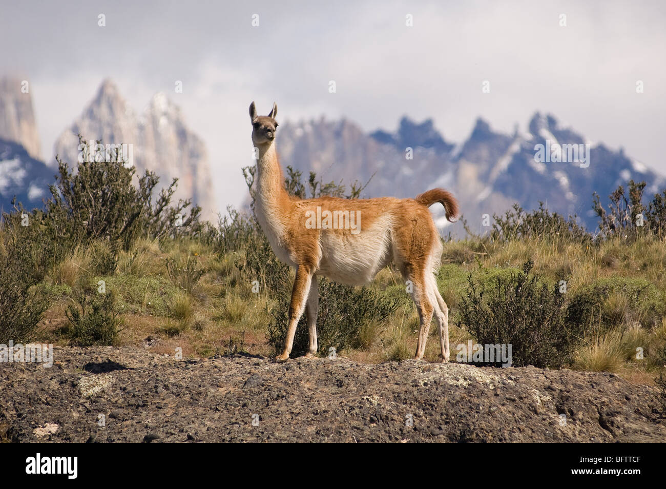 Lama spucken -Fotos und -Bildmaterial in hoher Auflösung – Alamy